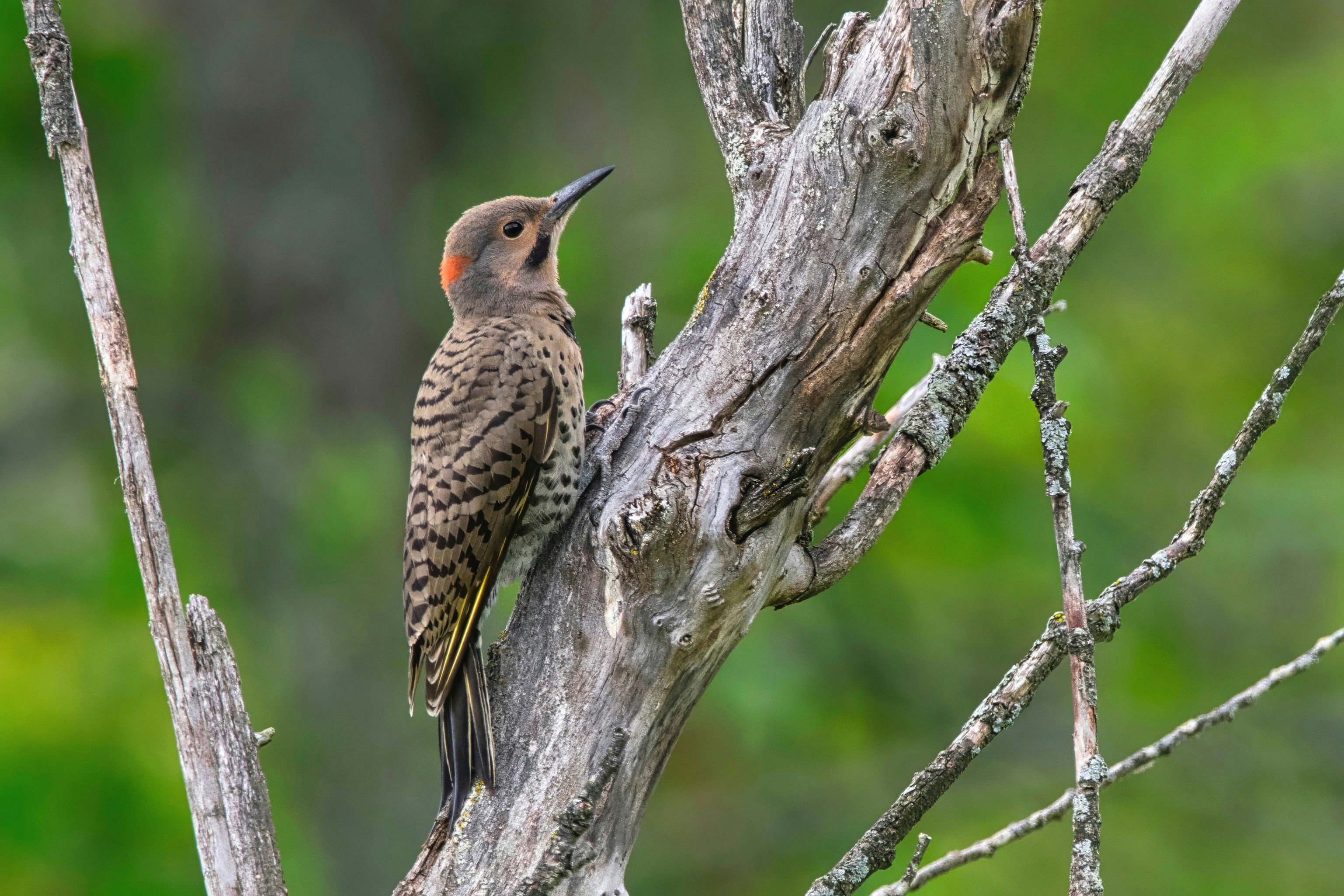 Northern Flicker in profile. | A flicker perched on a tree branch.