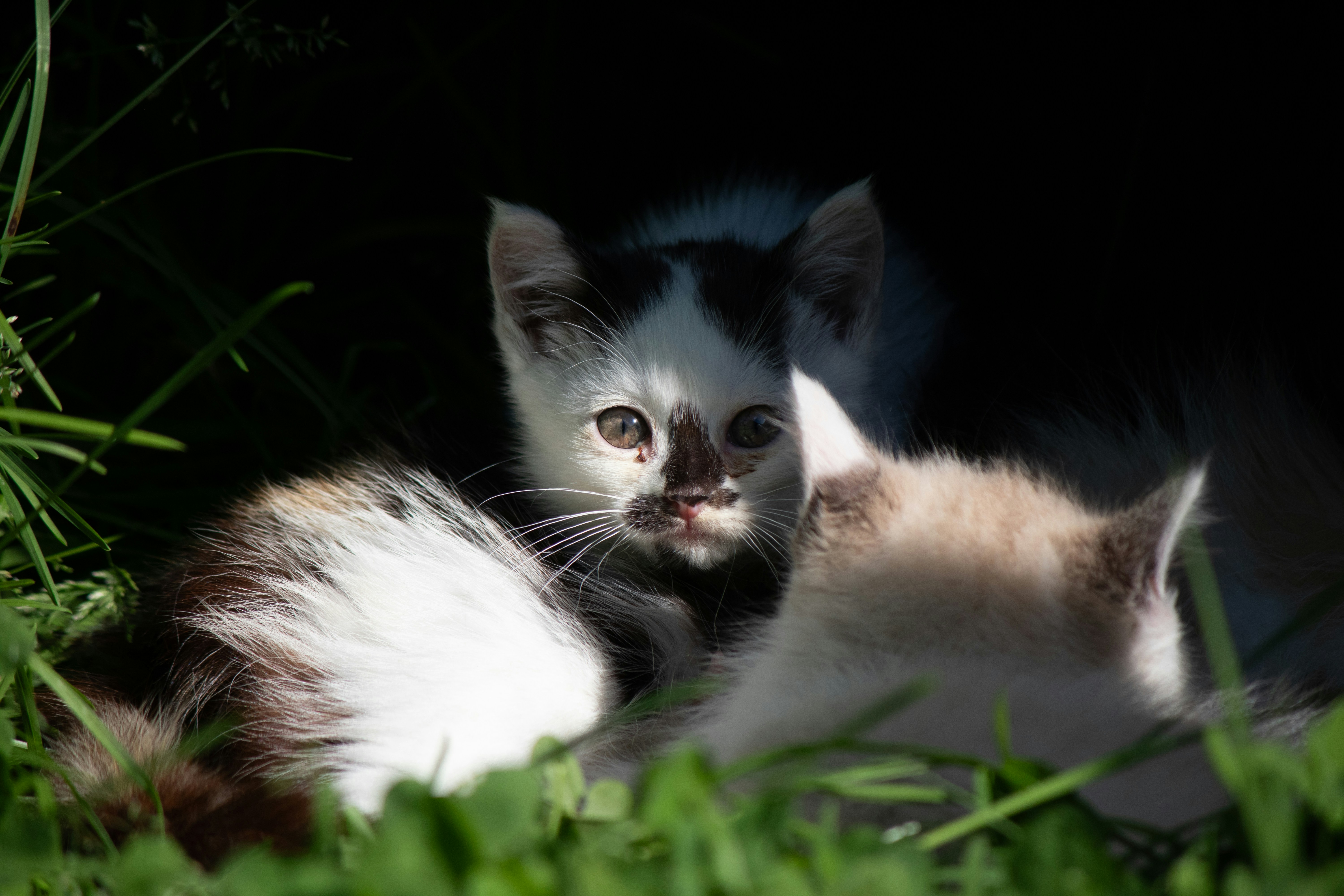 Kittens cuddle together in the shade.