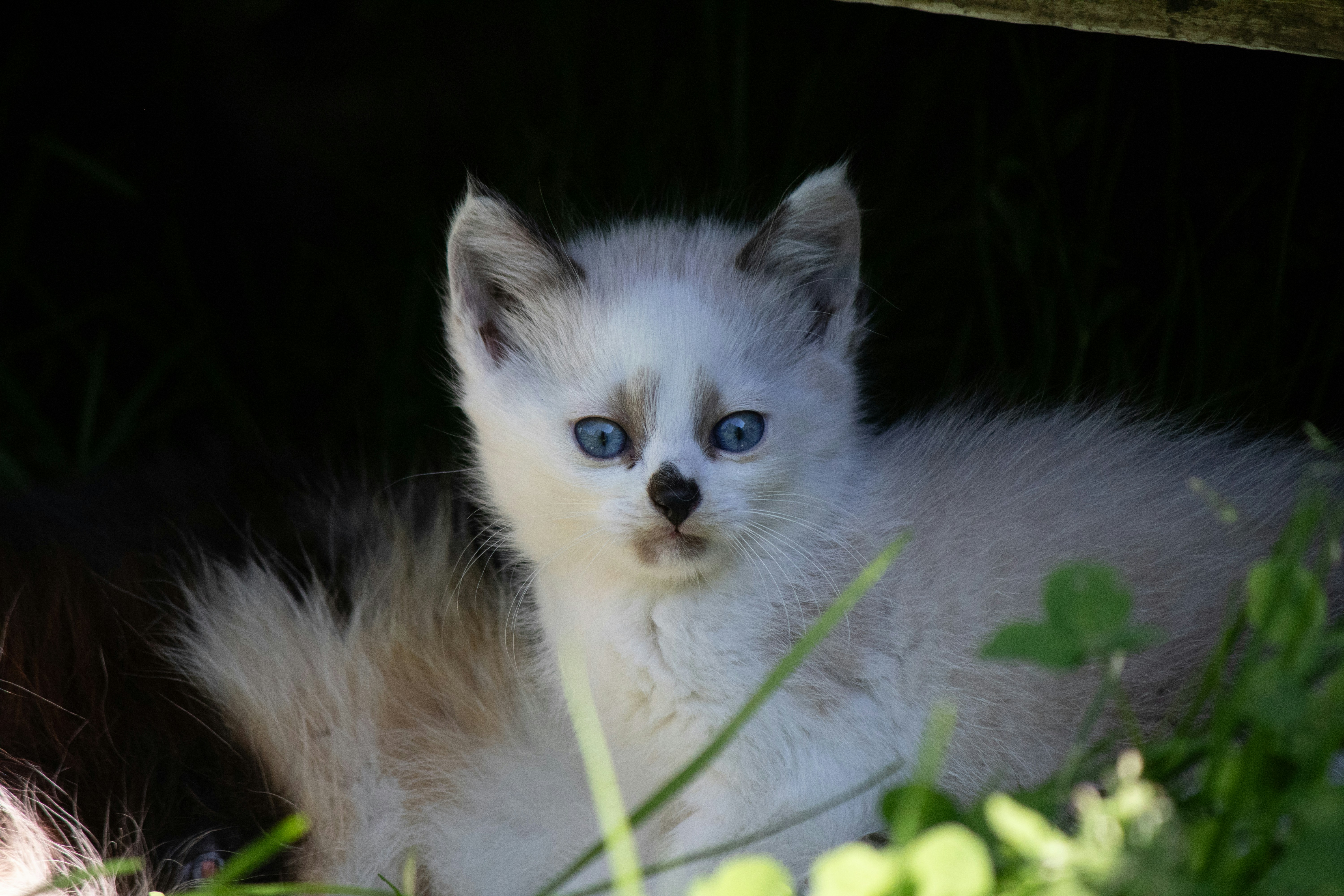 A fluffy white kitten with striking blue eyes rests among green grass and shadows, exuding a sense of curiosity and tranquility.