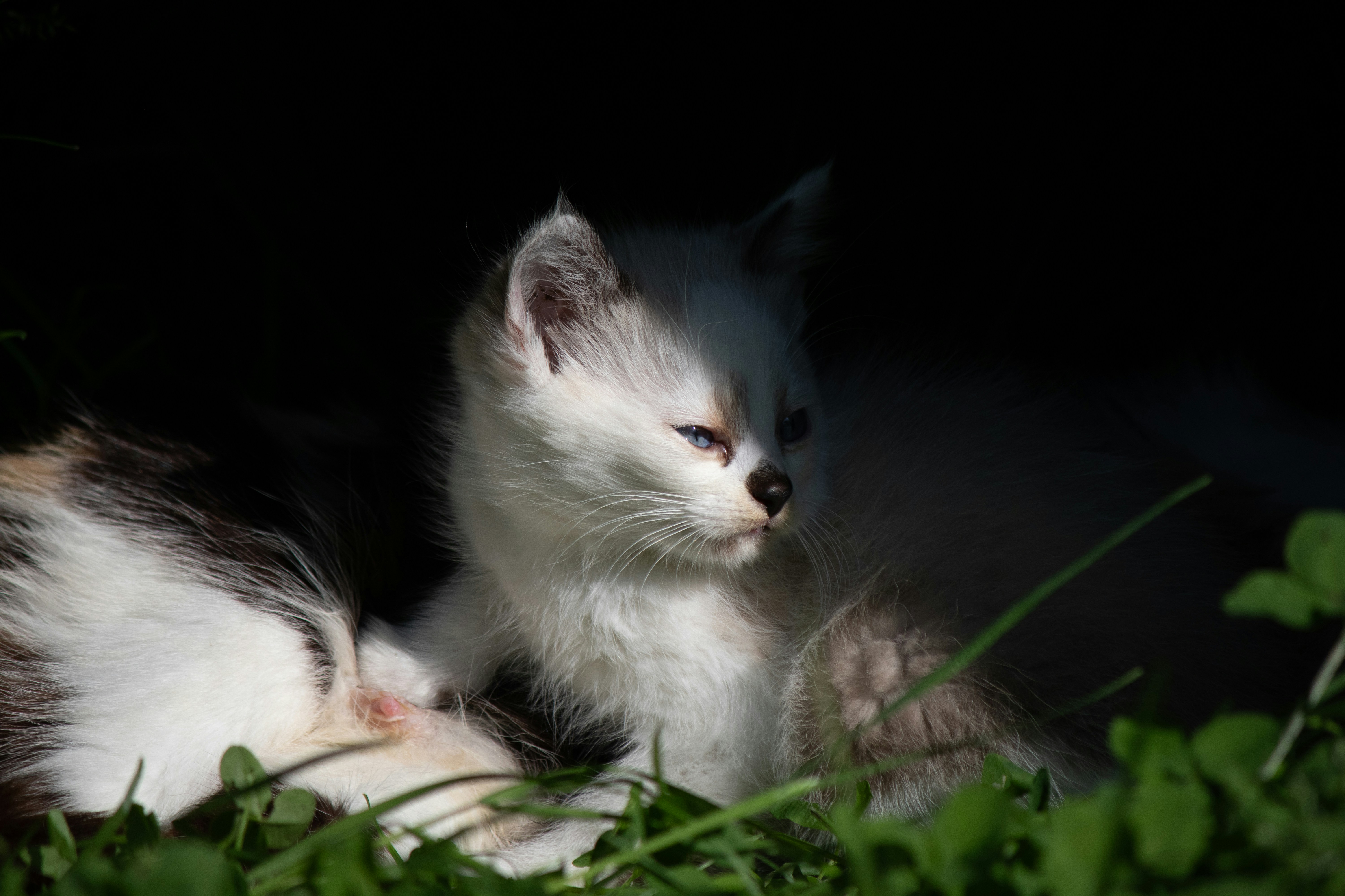 Whispers of Innocence in Sunlit Shadows