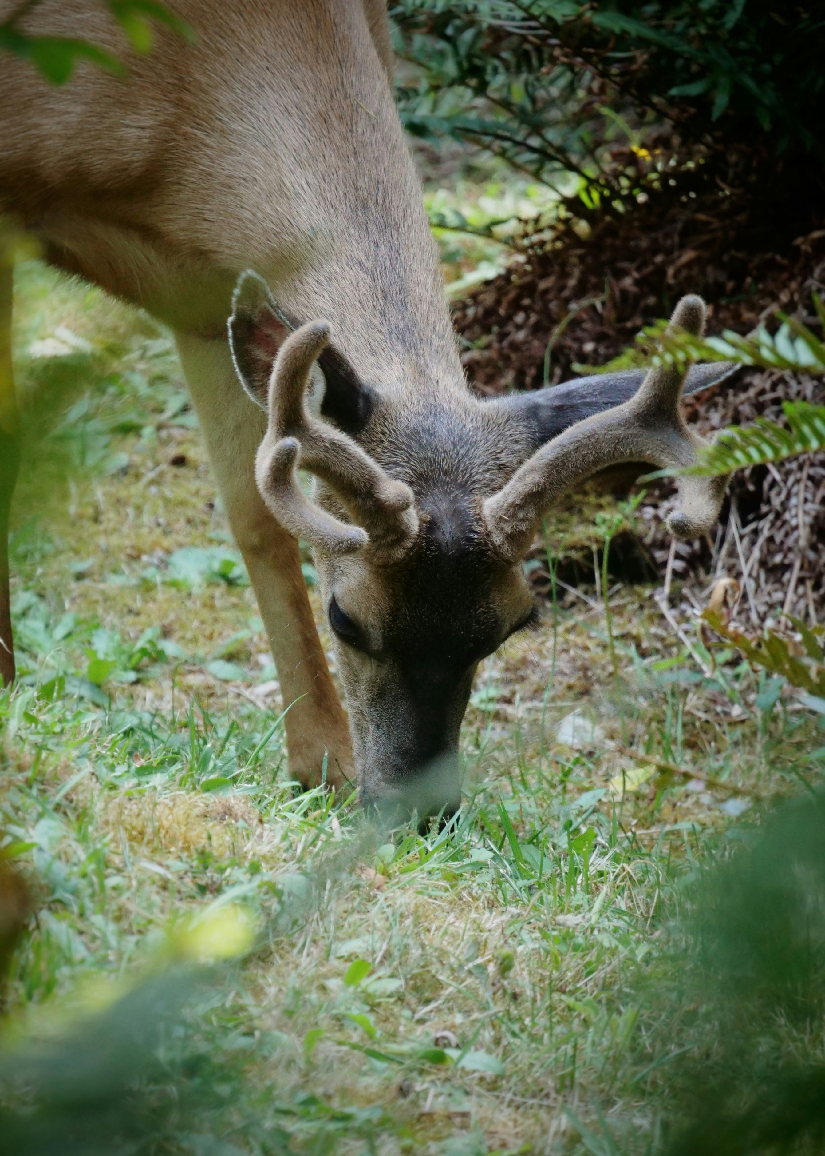 A deer with antlers eats grass.