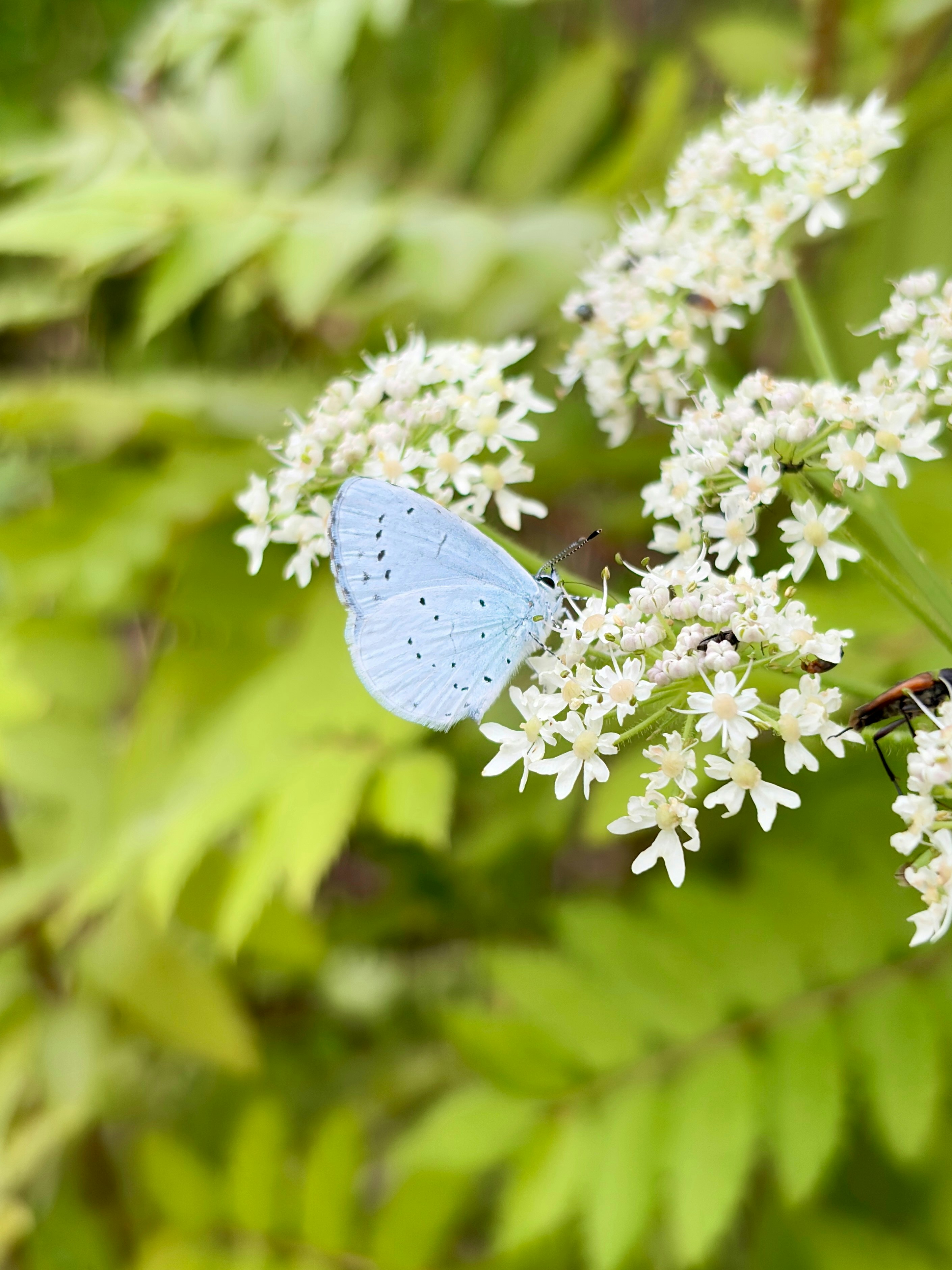 A delicate blue butterfly perched on clusters of white flowers amidst lush green foliage.