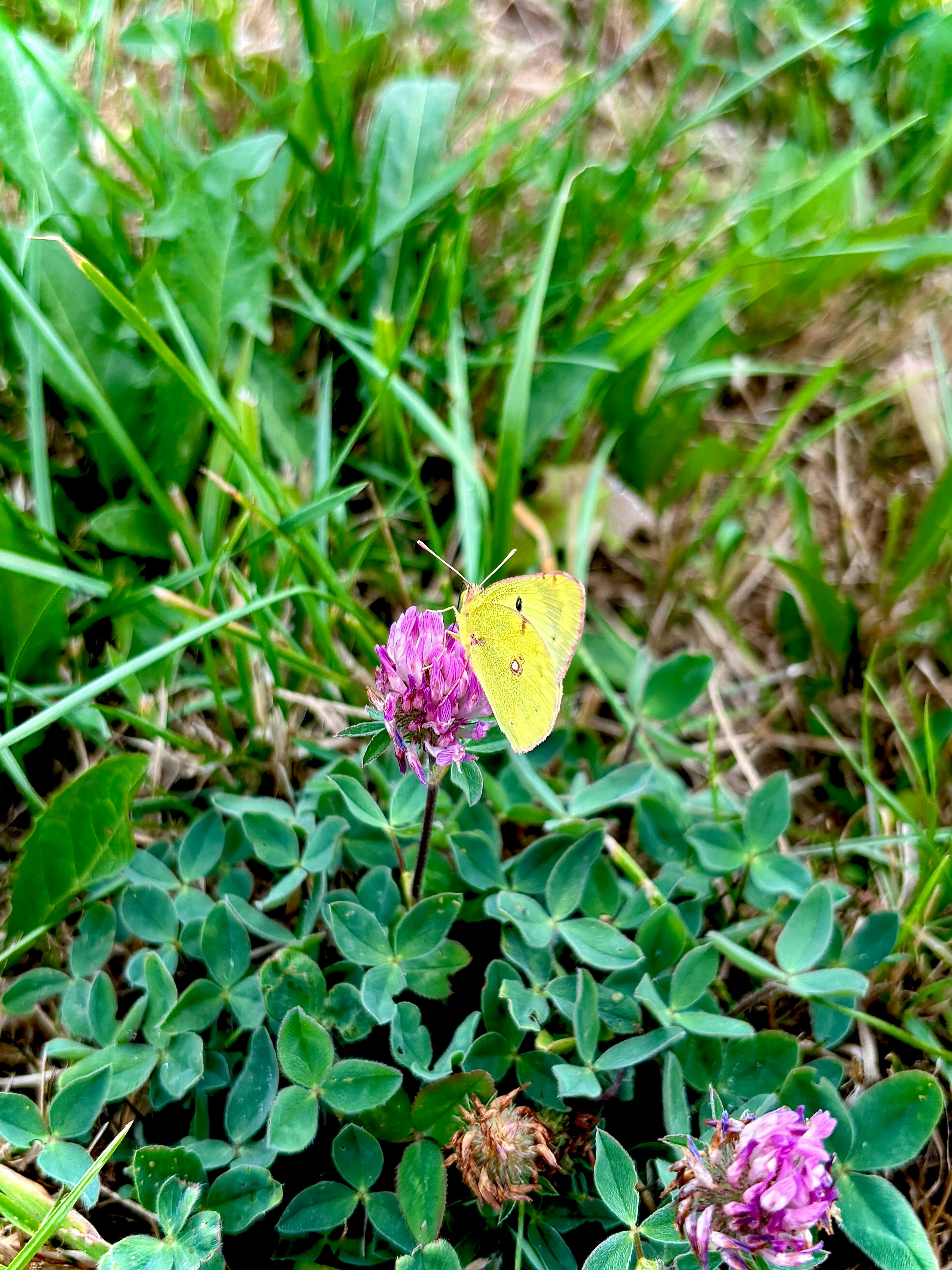 Yellow butterfly perched delicately on a vibrant pink clover flower amidst lush green grass. 