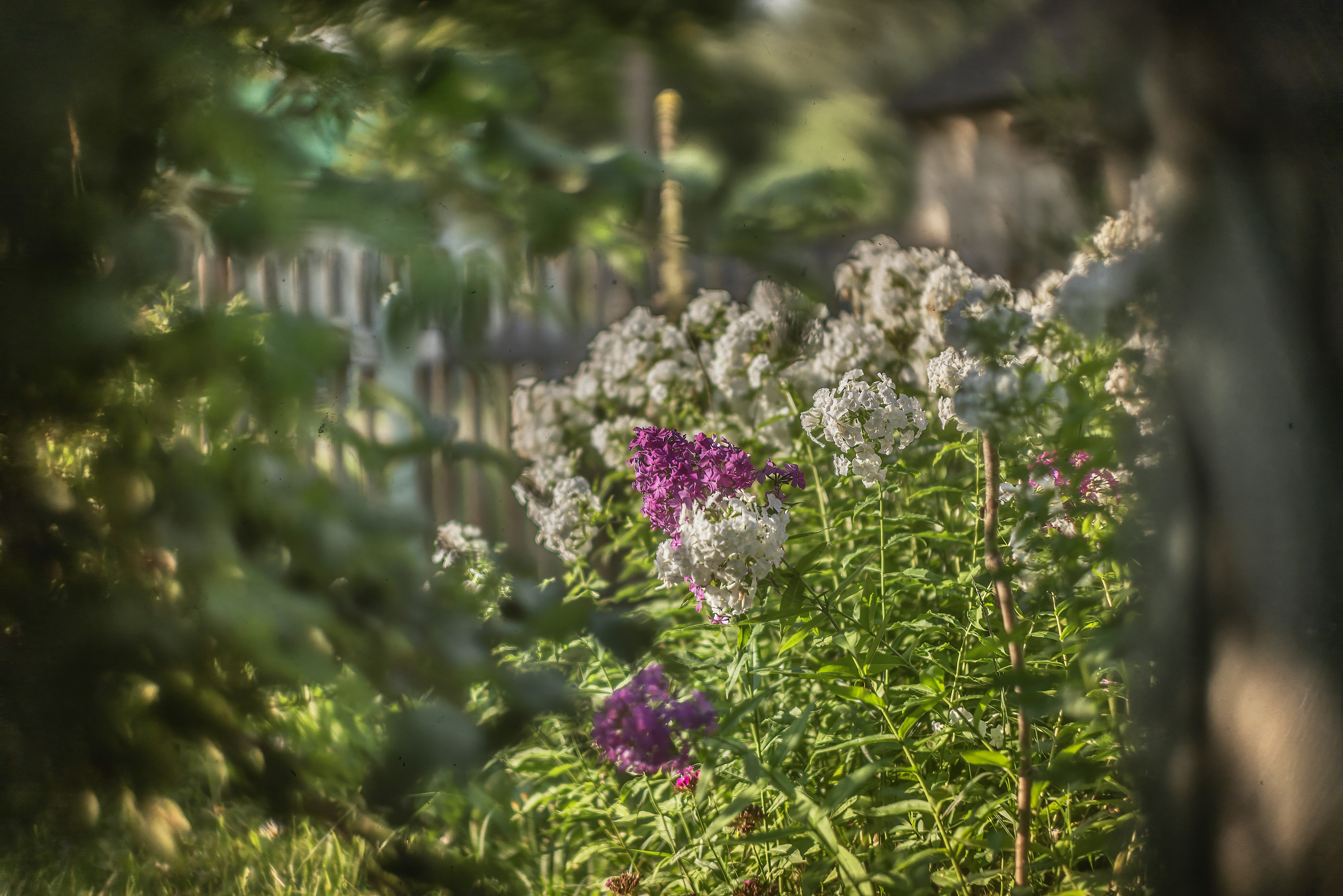 Whispers of Spring: A Floral Tapestry