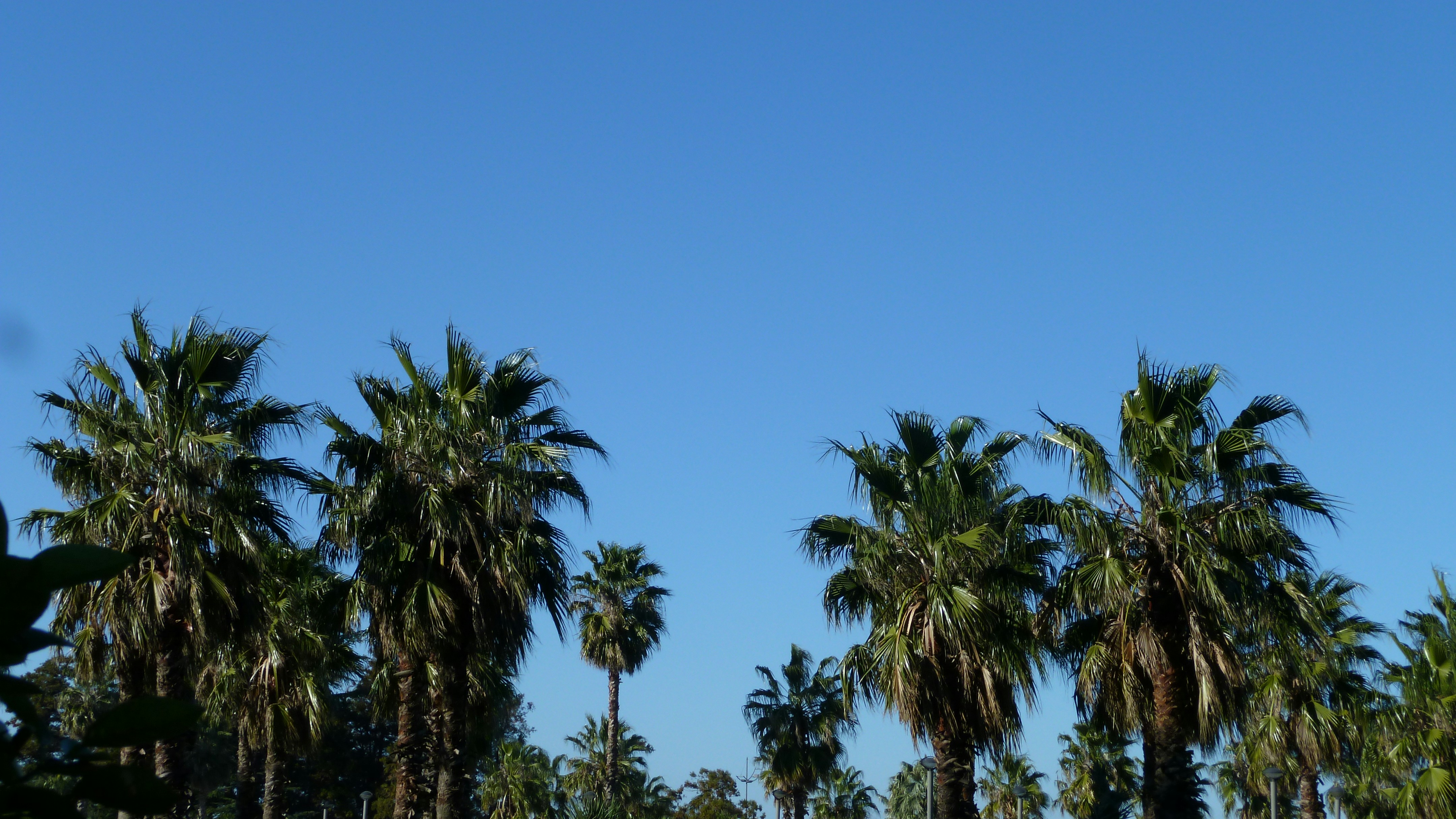 Palm trees stand against a clear, blue sky.