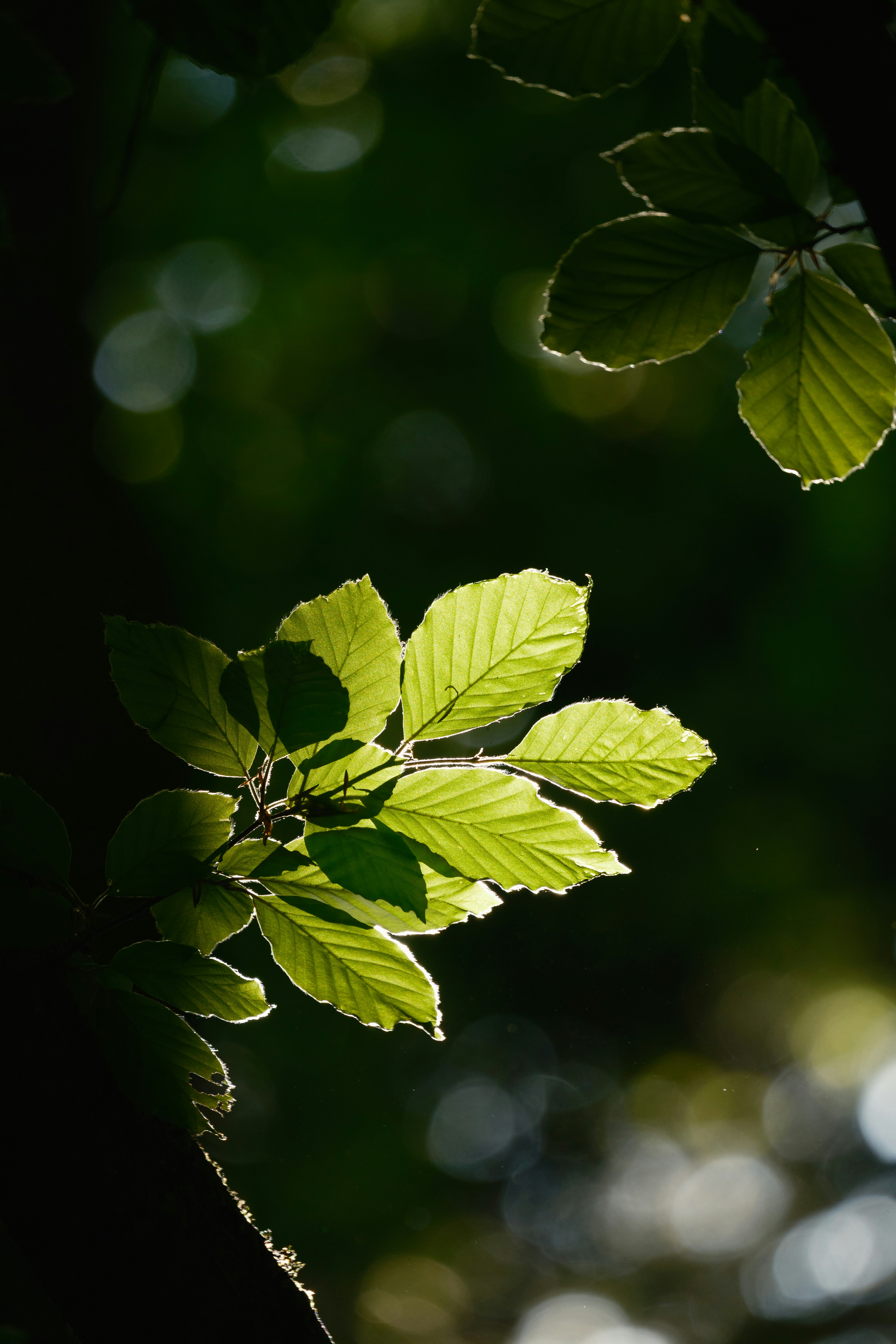 Sunlight illuminates vibrant leaves in the forest.