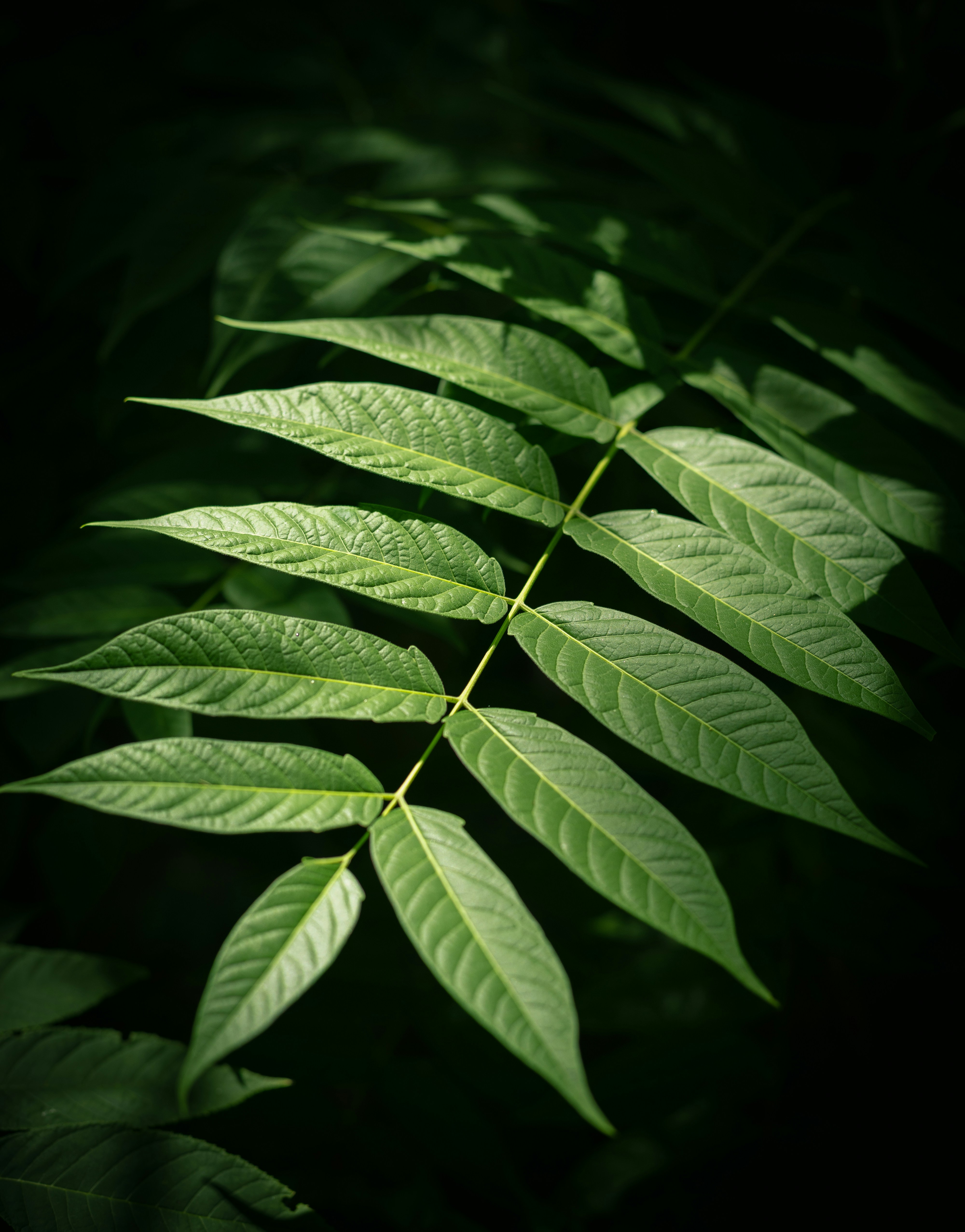 Veins of Nature: A Leaf's Story