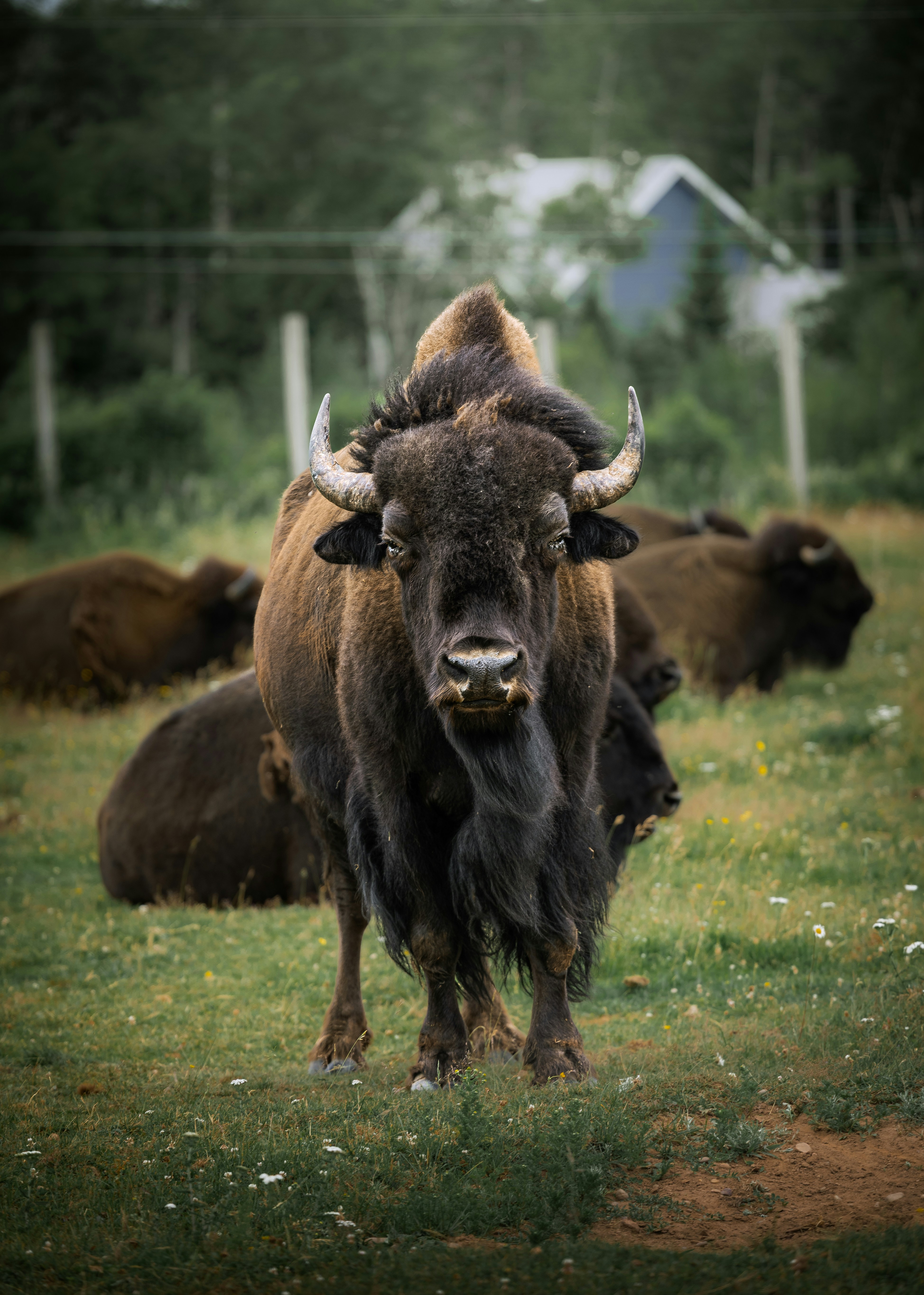 The Stalwart Sentinel of the Prairie