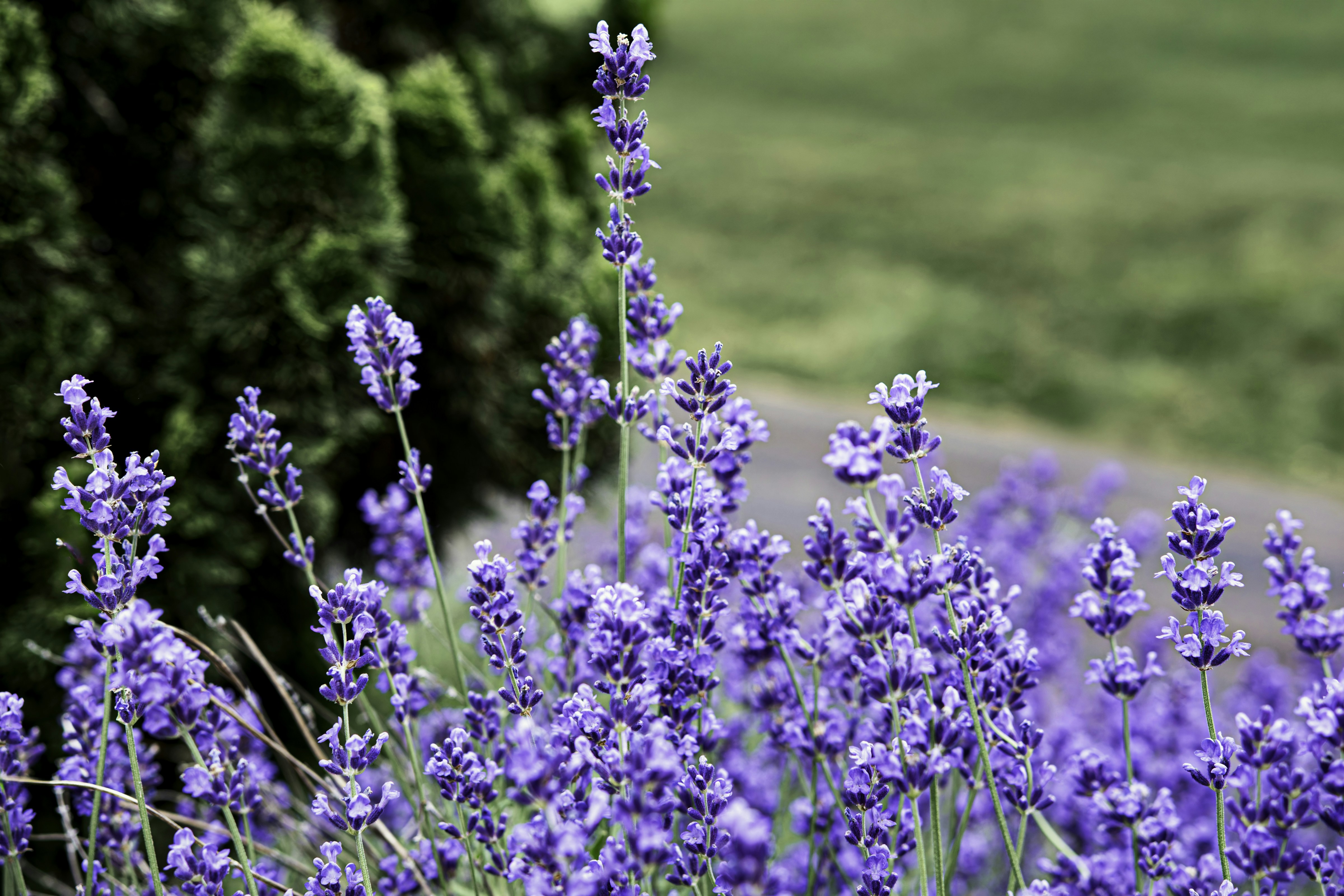 "English Lavender Under a June Sun" shows tall, delicate lavender spikes basking in early summer light, gently swaying against a soft green backdrop. | Lavender flowers bloom in a beautiful garden.