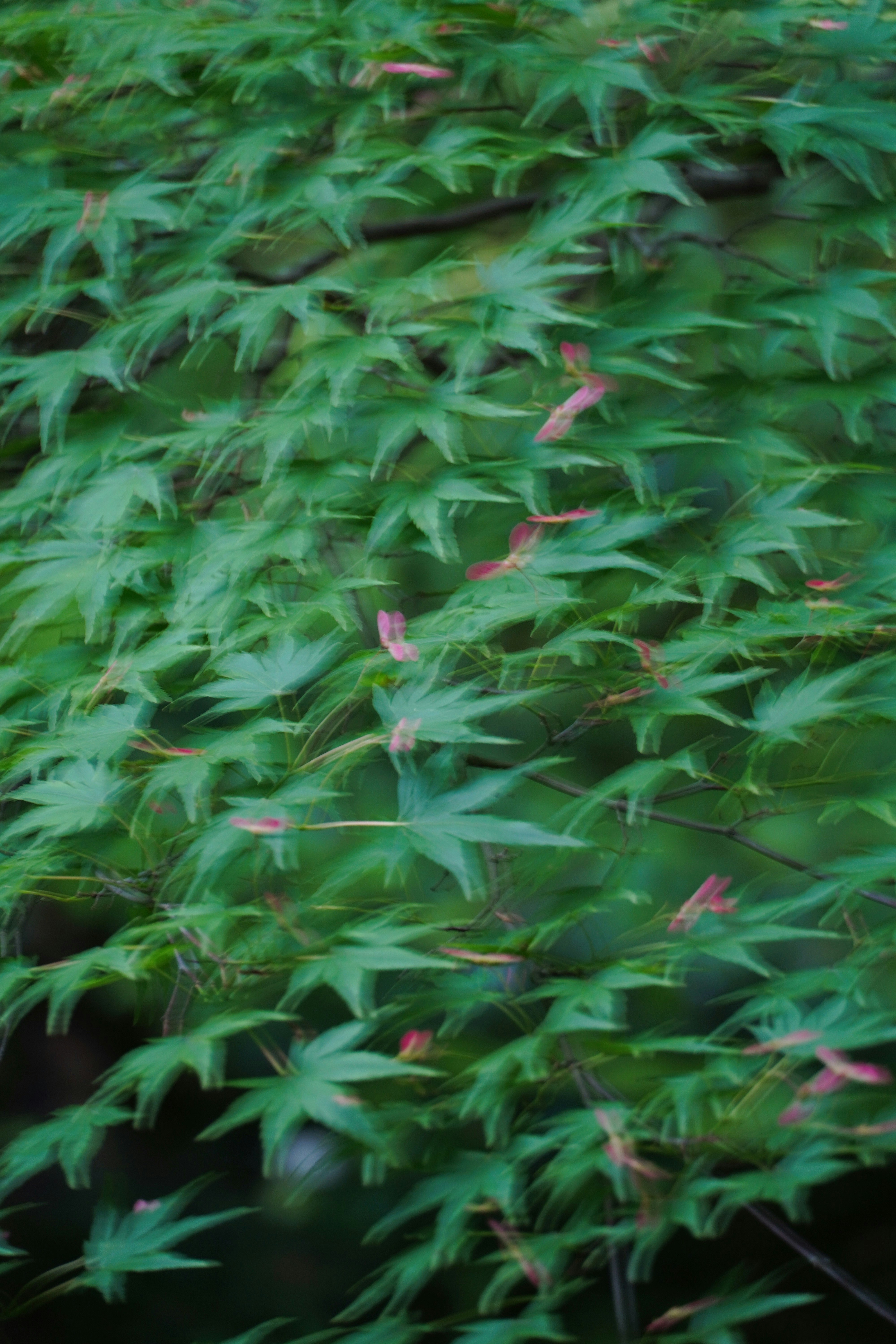 Green leaves and some reddish seeds are visible.