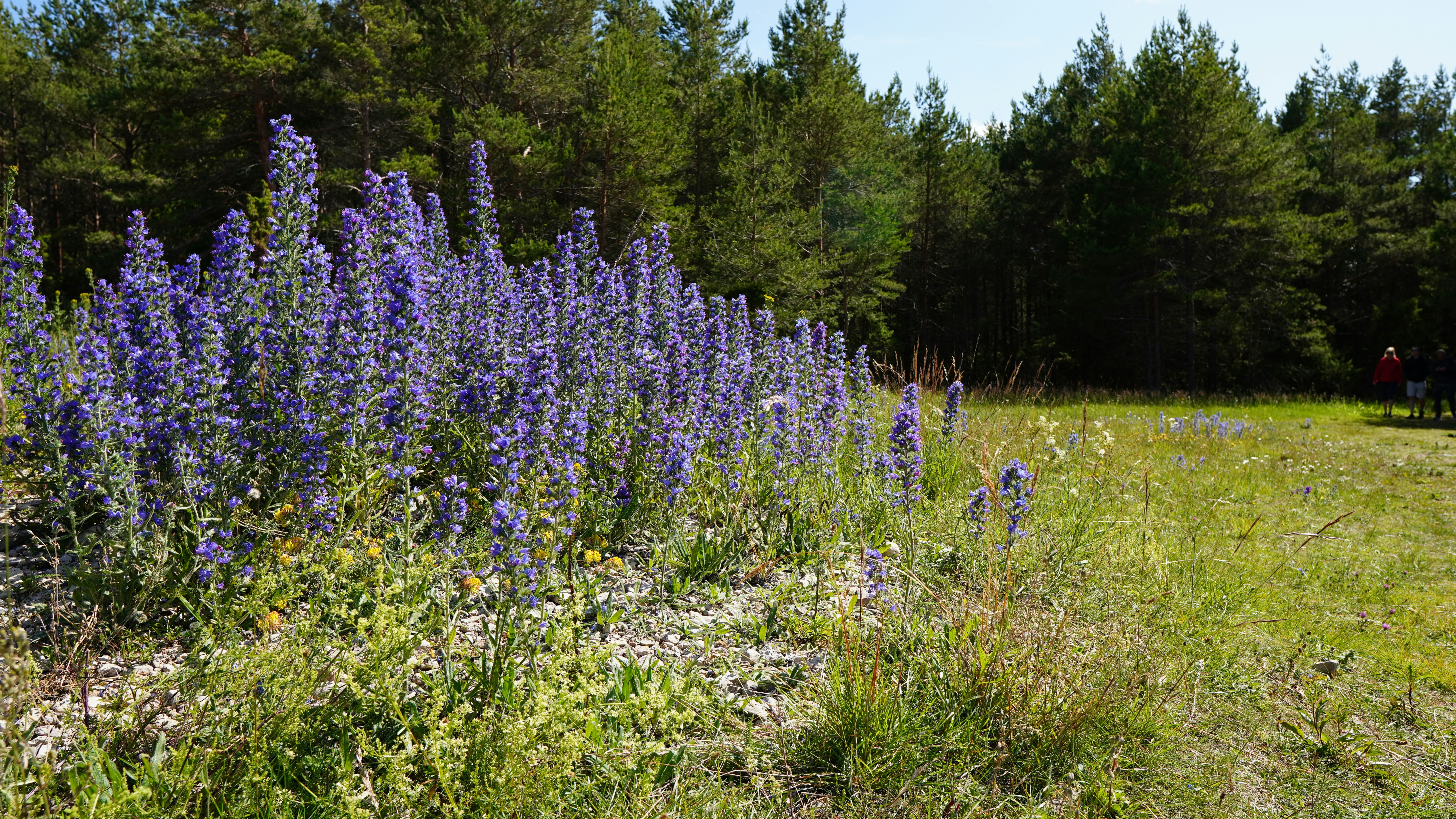 Whispers of Lavender in the Forest's Embrace