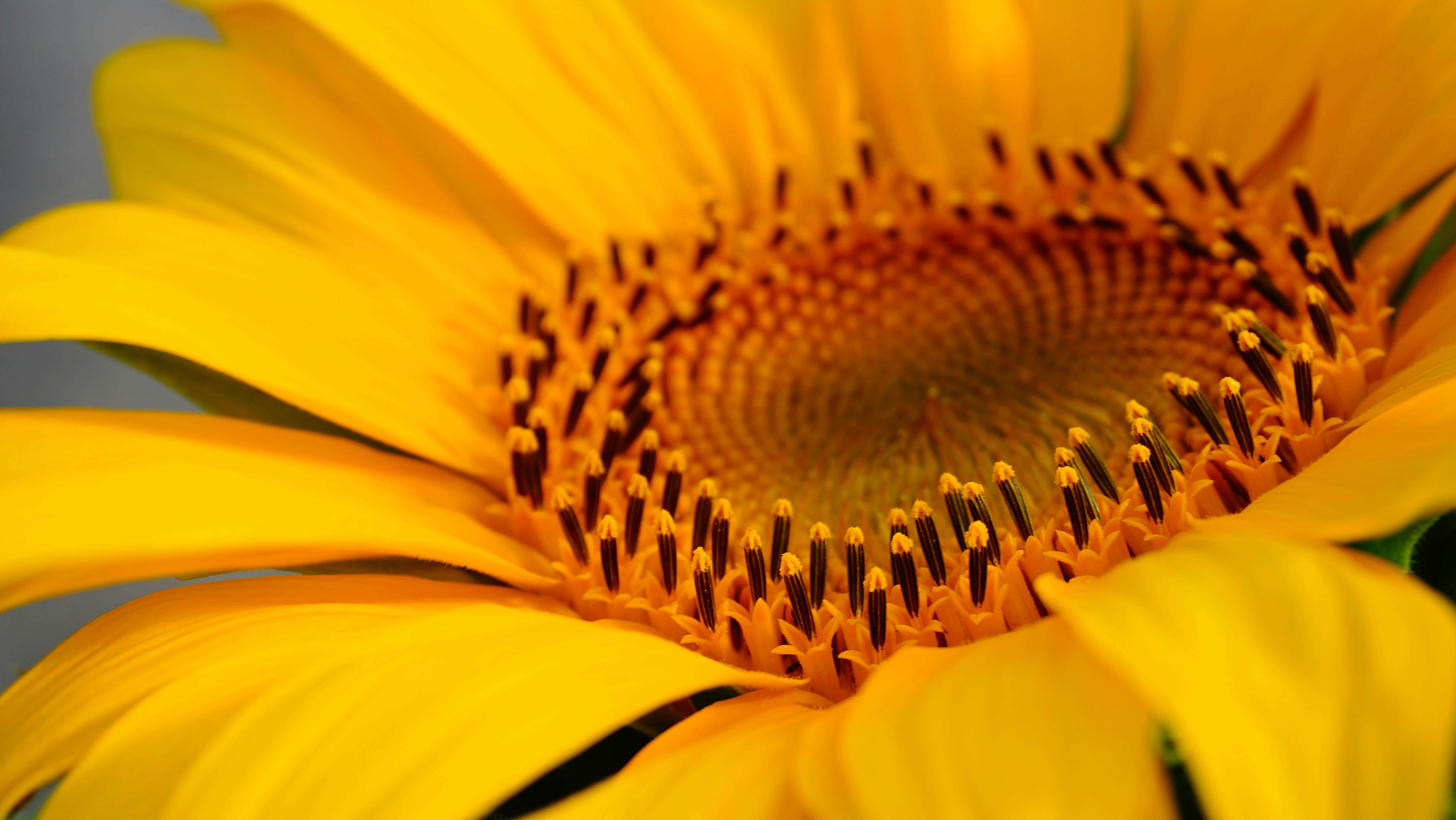 Close-up of a sunflower showcasing its vibrant yellow petals and intricate seed pattern at the center.