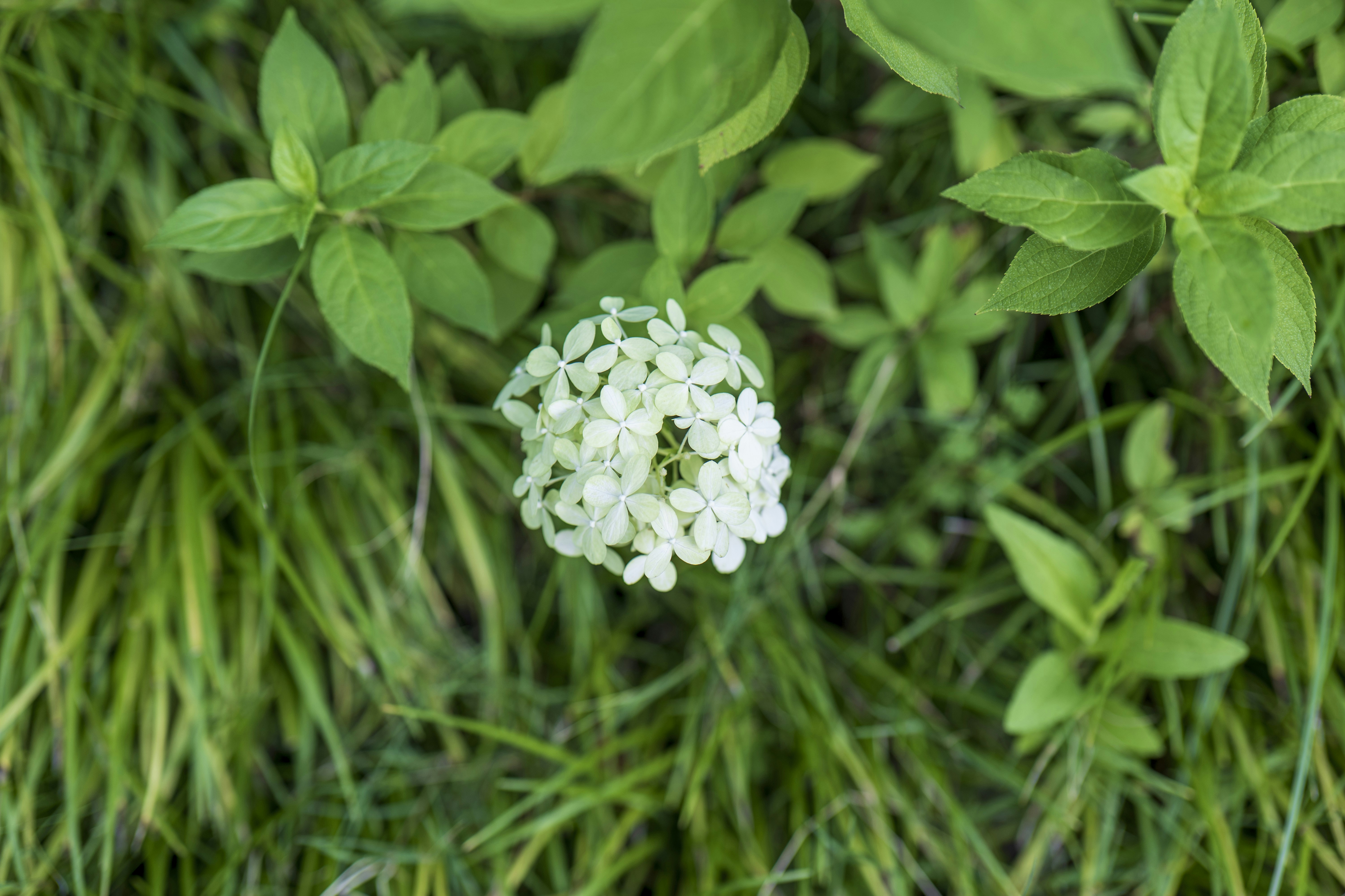 Whispers of Nature: A Floral Embrace
