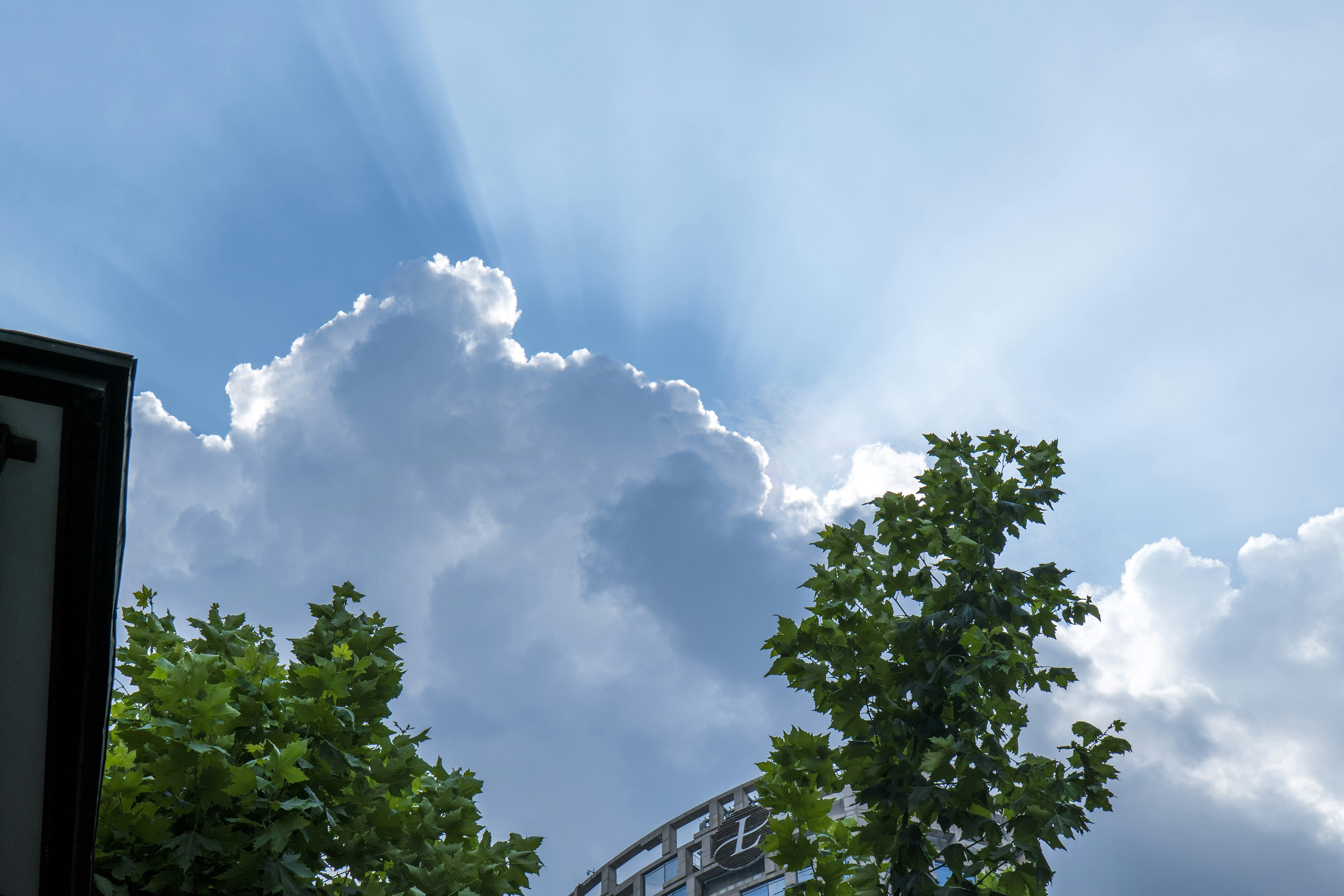 Whispers of Light Through the Canopy