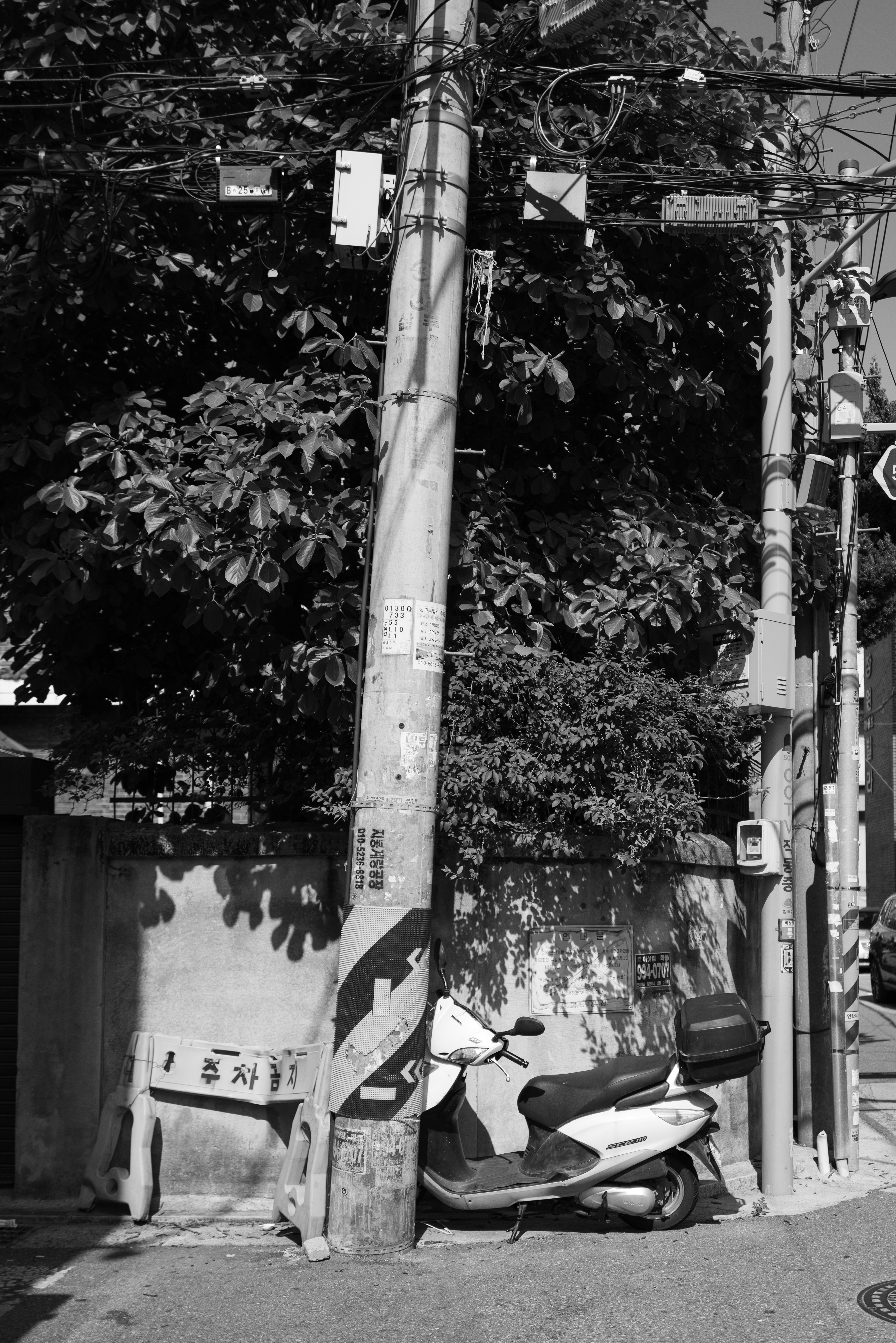 A parked scooter rests beside a utility pole, surrounded by dense foliage and urban infrastructure. The scene captures the interplay of natural and man-made elements.
