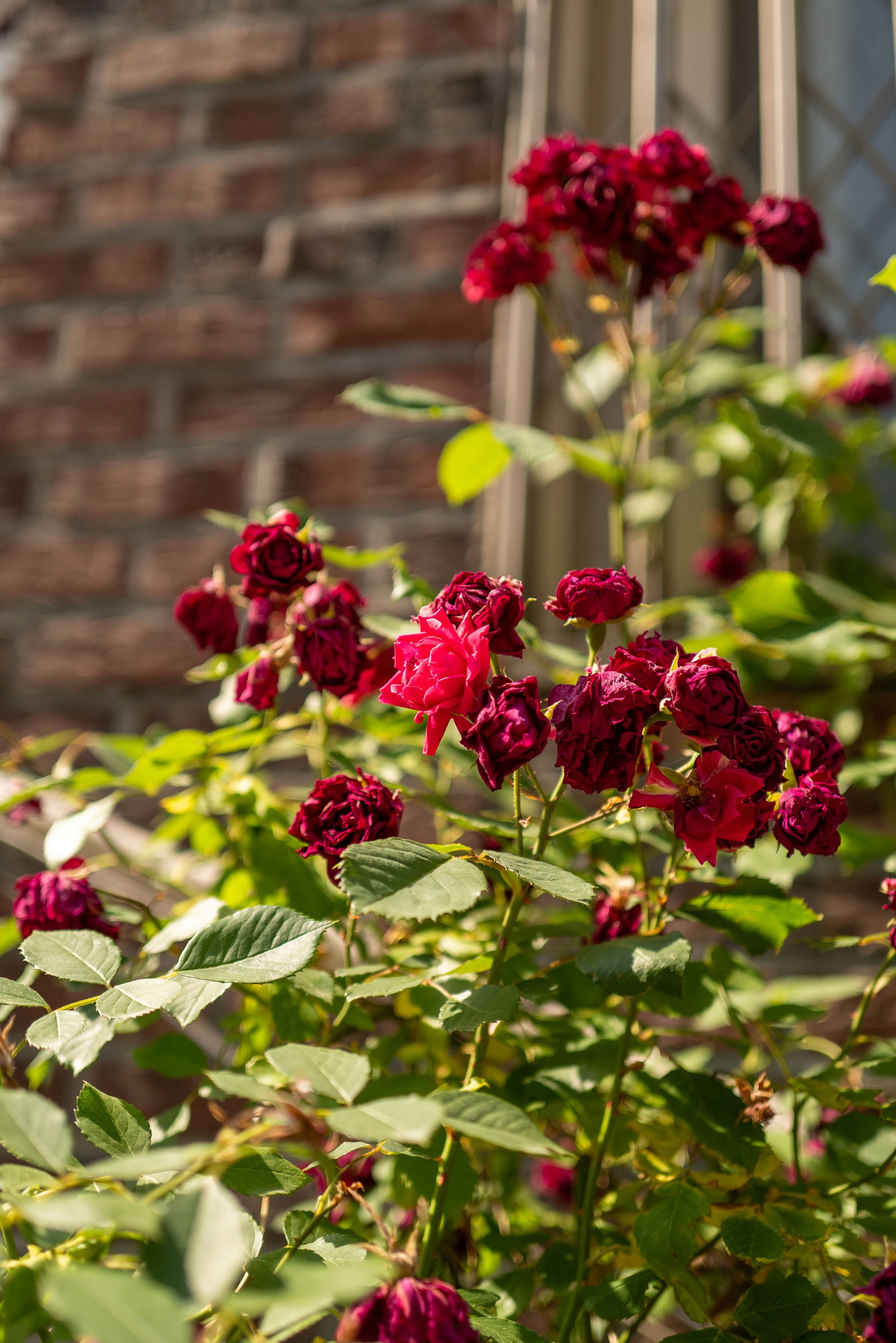 Red roses are in full bloom by a brick wall.