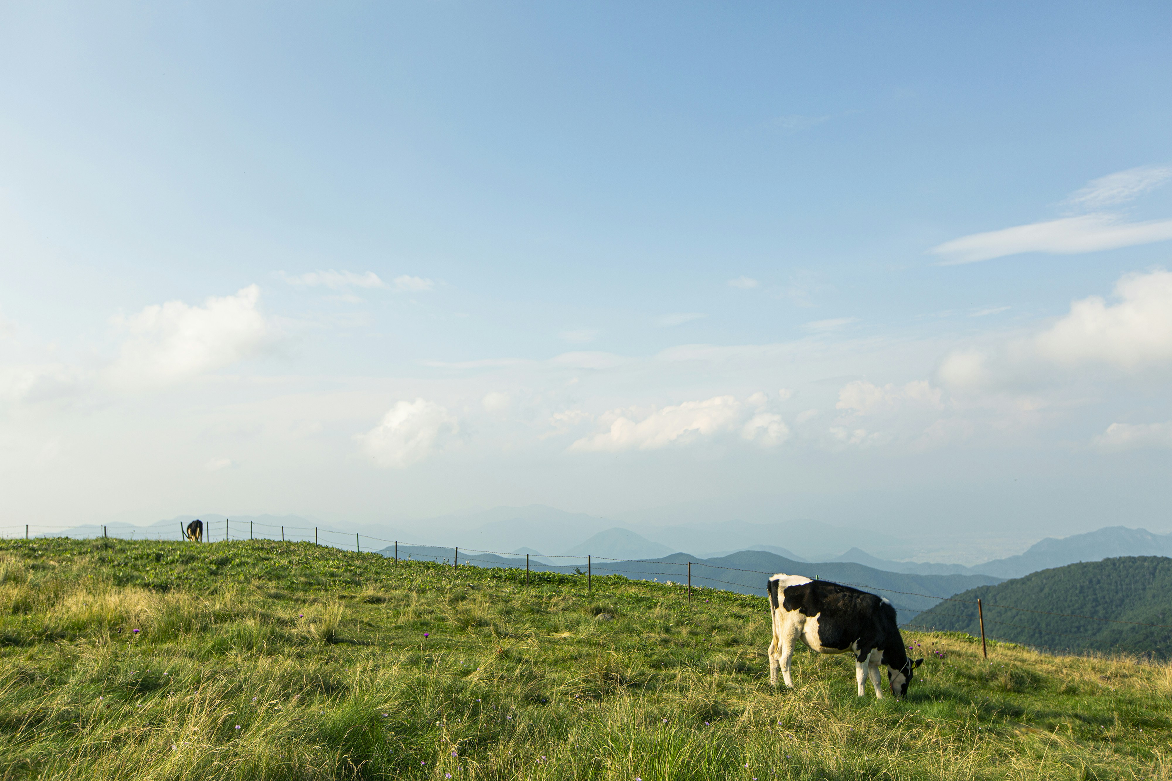 A black and white cow grazes peacefully on a lush hillside, with distant mountains and a serene sky providing a tranquil backdrop.