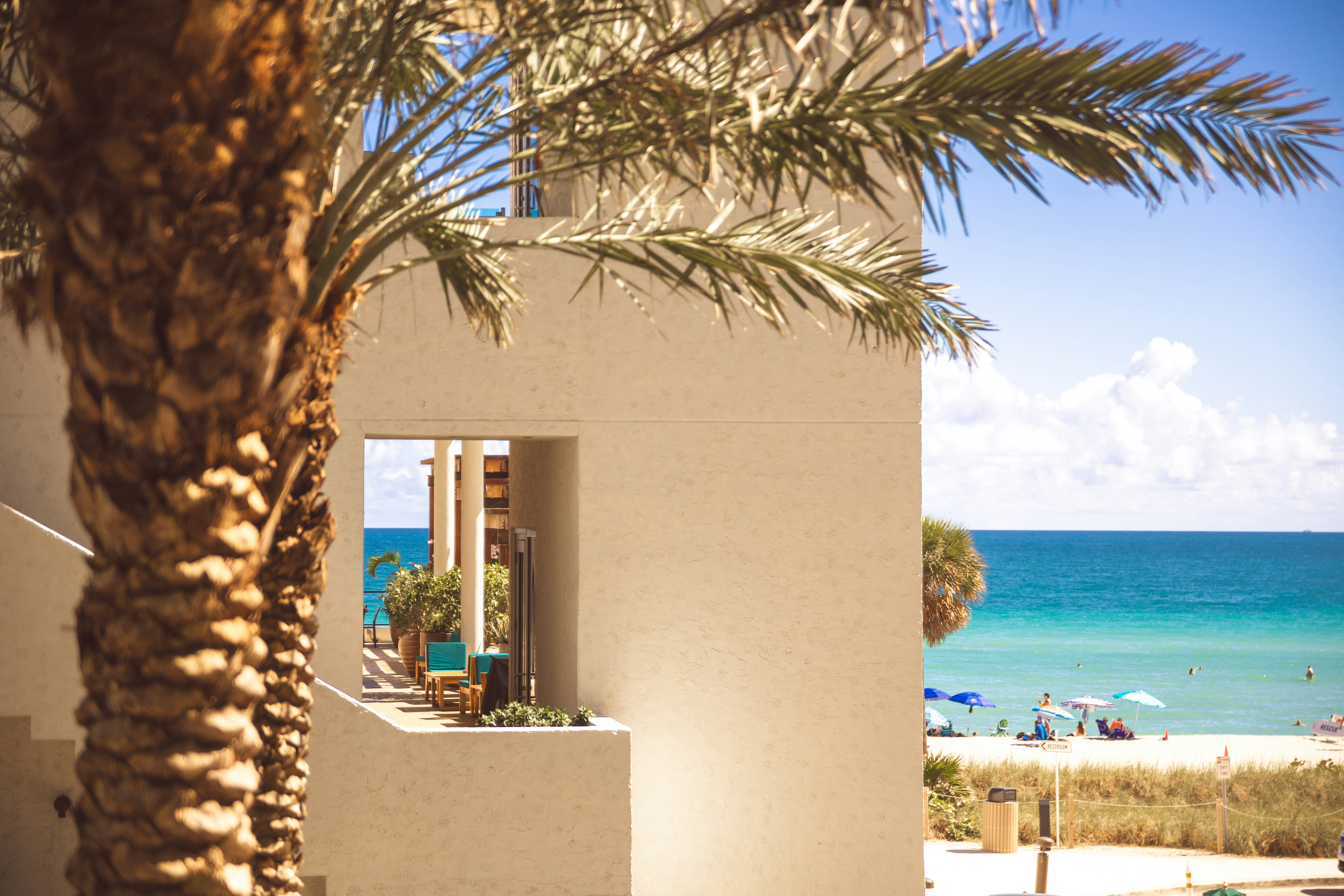 Palm tree and a view of the ocean.