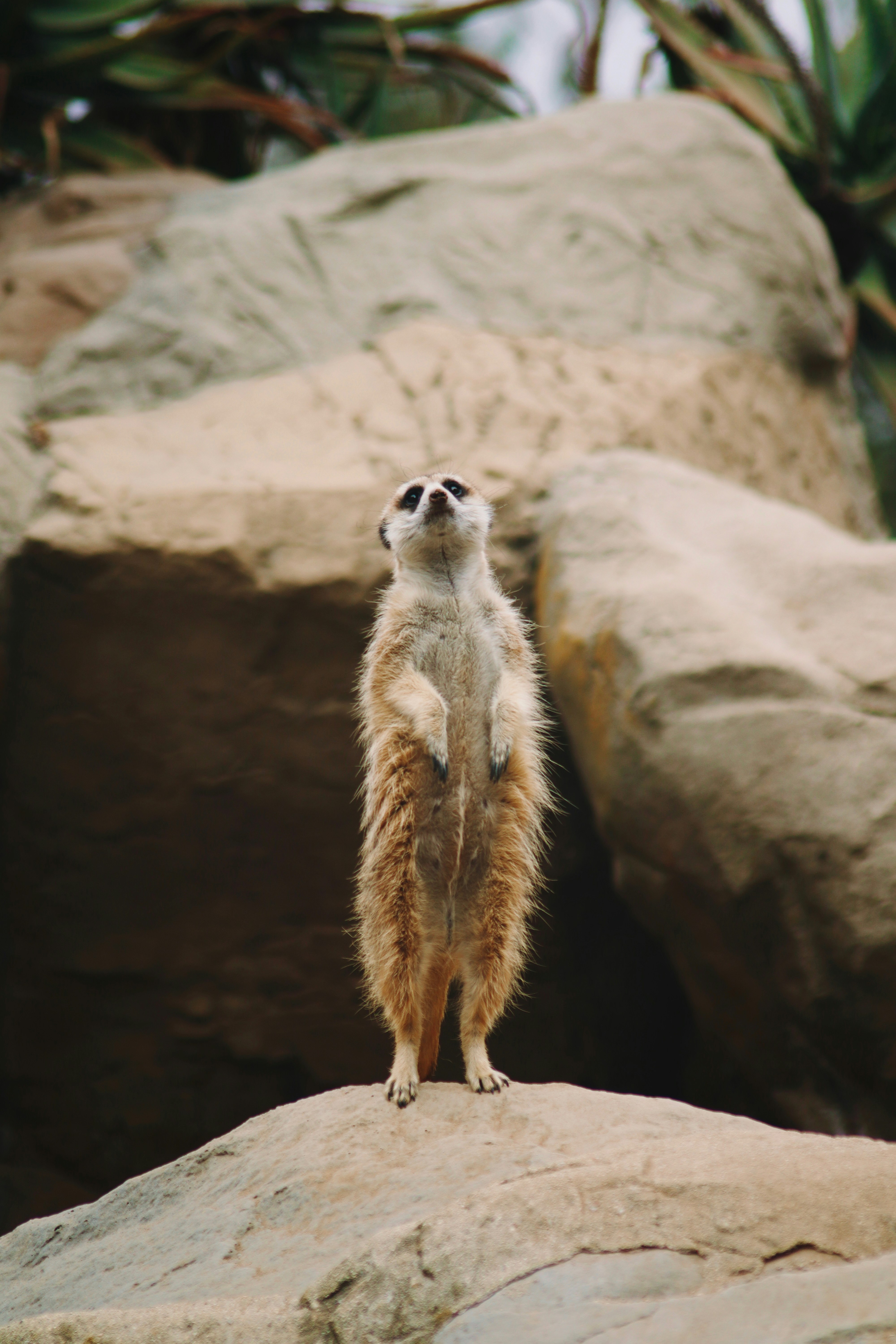 Guardian of the Rocks: A Meerkat's Vigil
