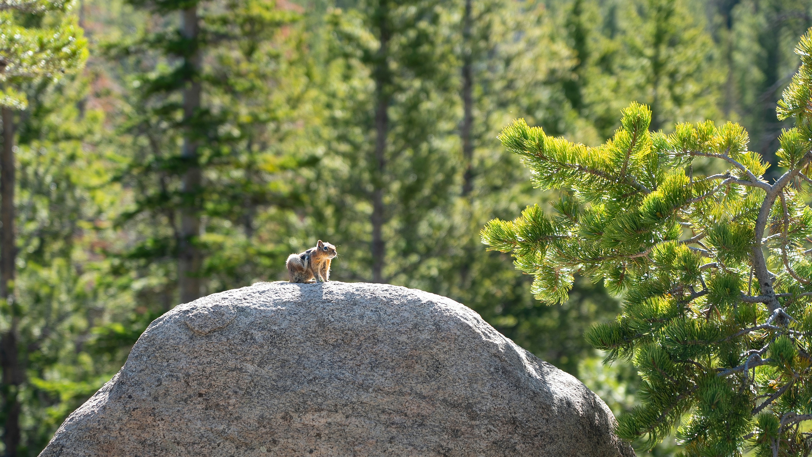 Squirrel's Summit: A Moment of Stillness