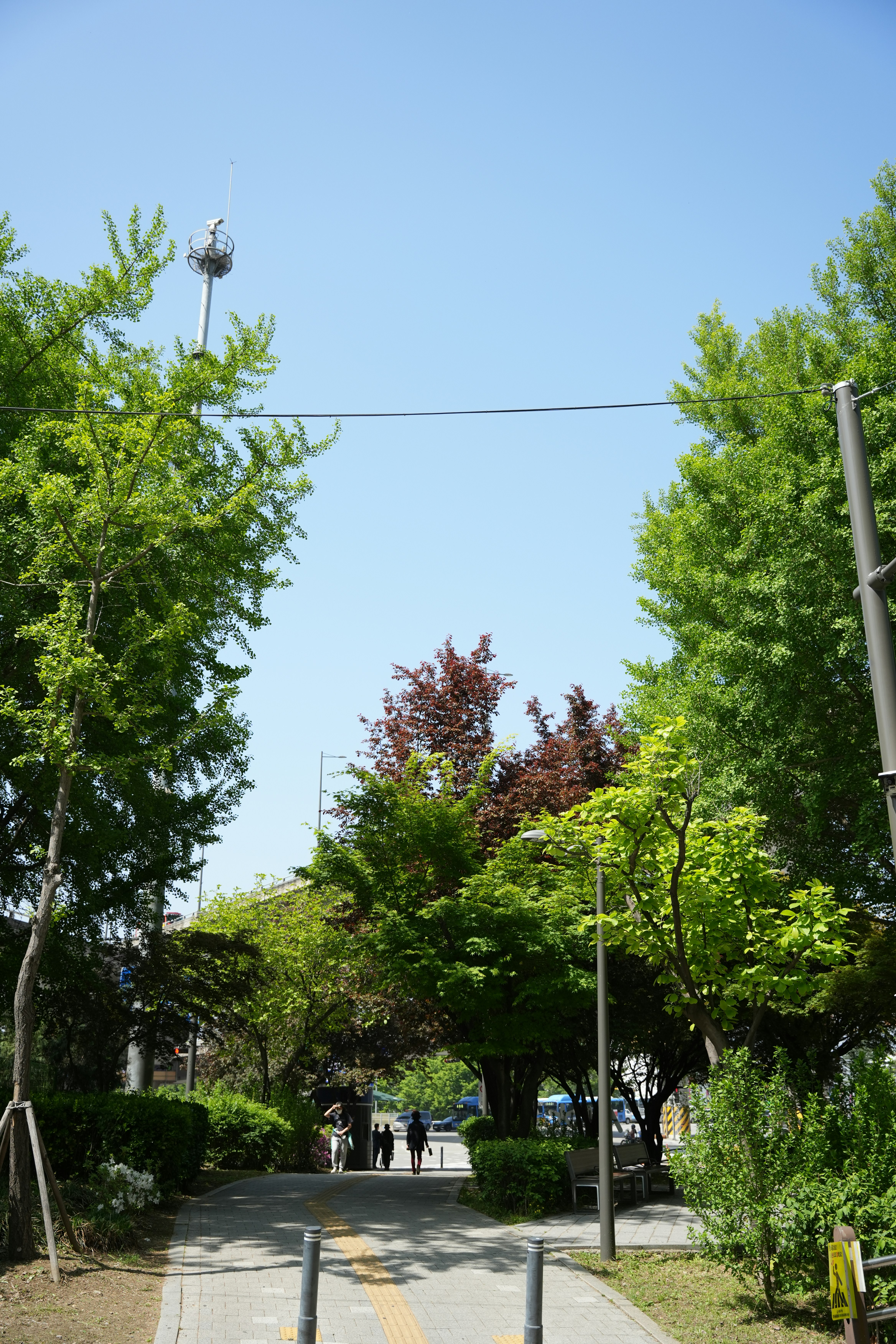 A tree-lined path underneath a bright blue sky.