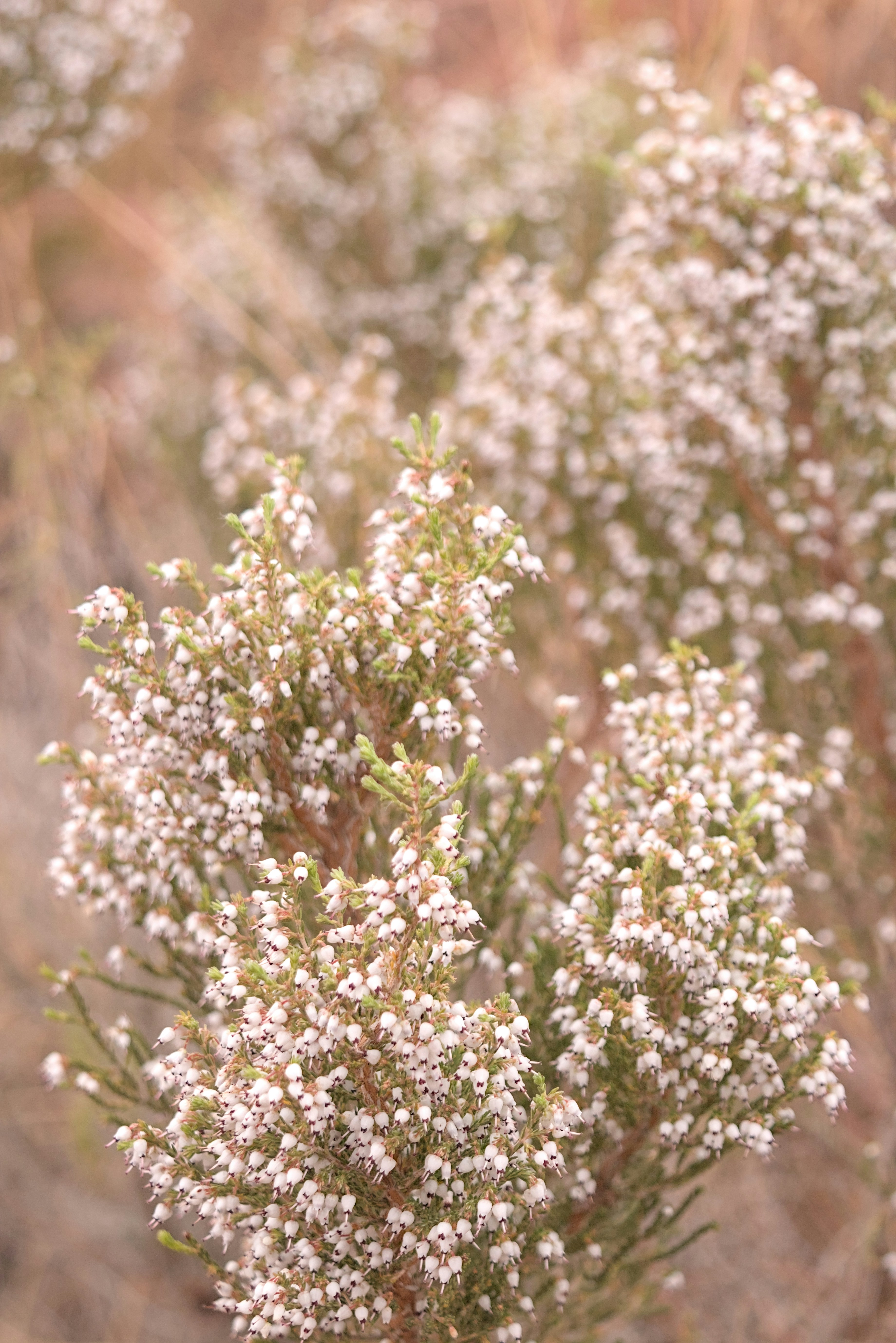 Macro of wildflowers | White wildflowers bloom in a field.