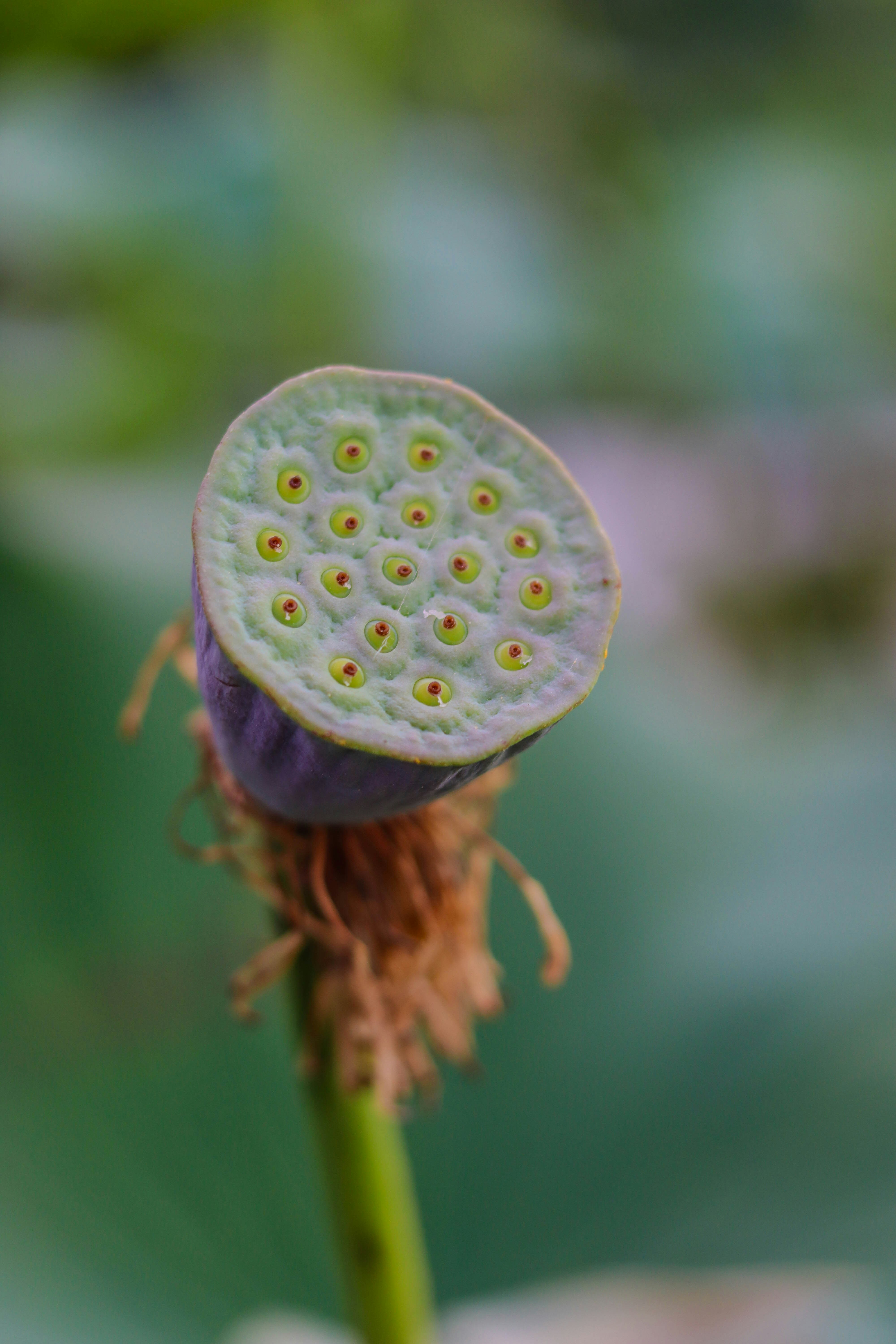 Nature's Intricate Design: The Lotus Seed Pod
