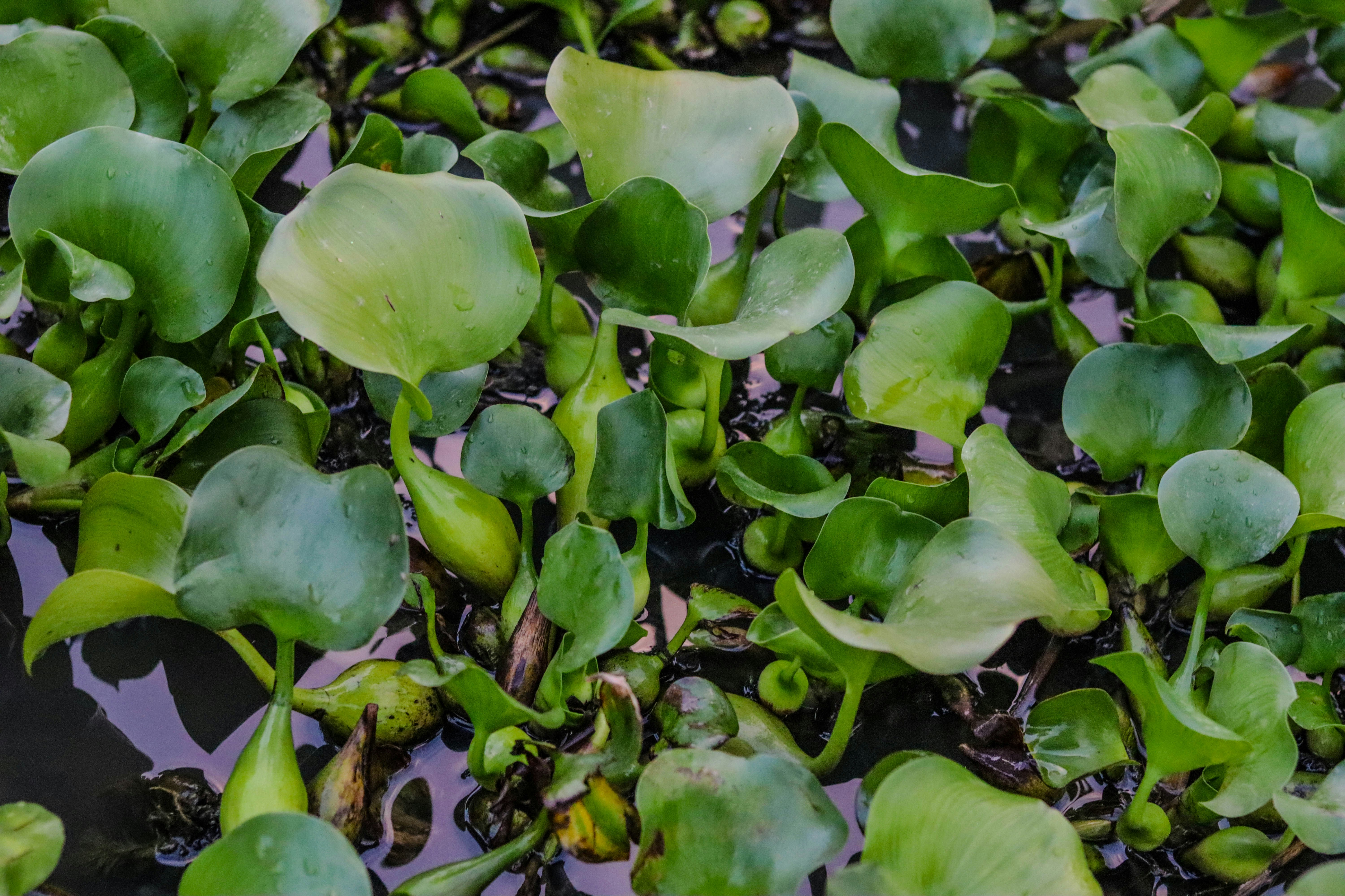 Lush green water plants thrive on the surface, creating a vibrant tapestry of life. The intricate patterns and textures invite exploration.