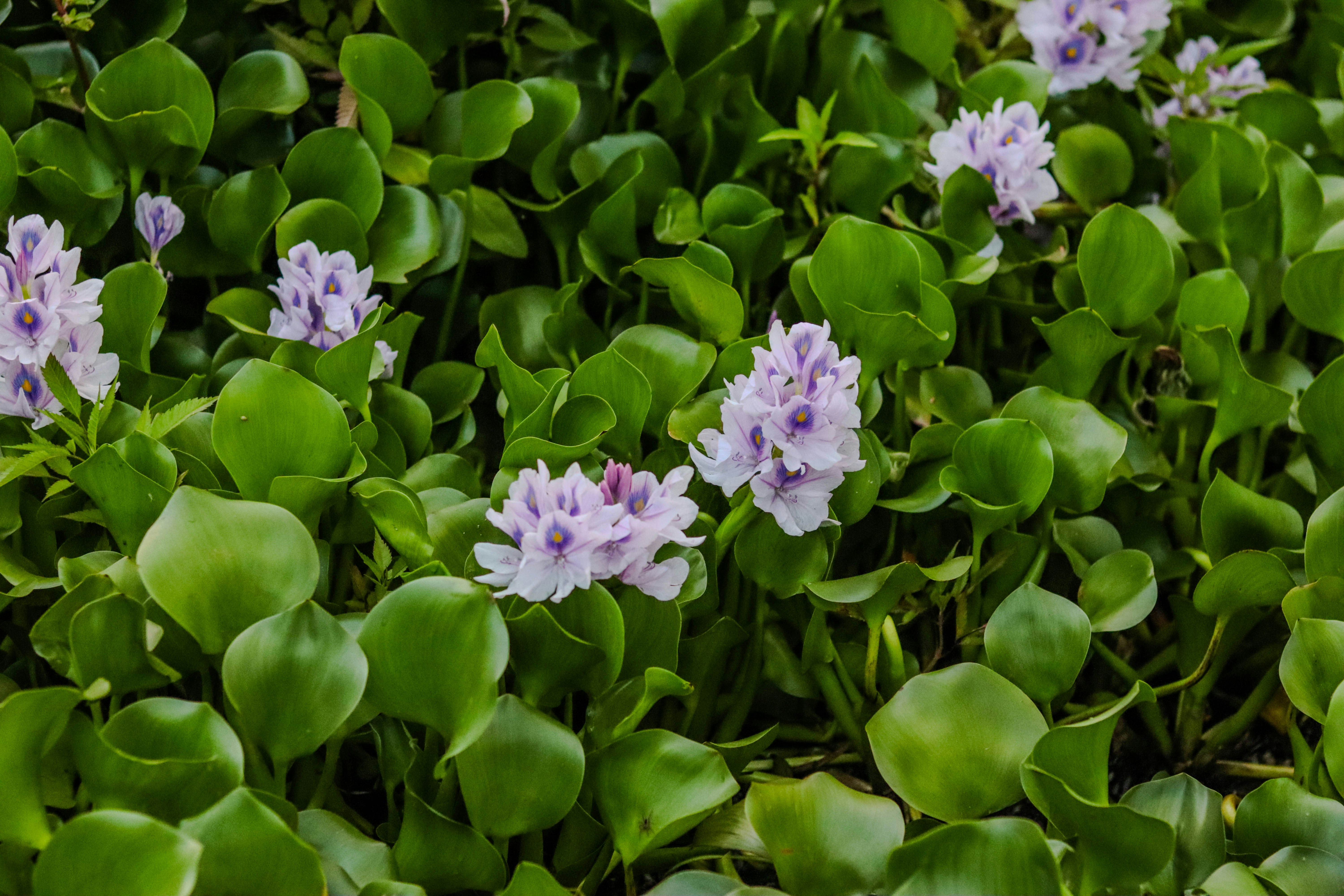 Whispers of Water Hyacinth: A Floral Symphony