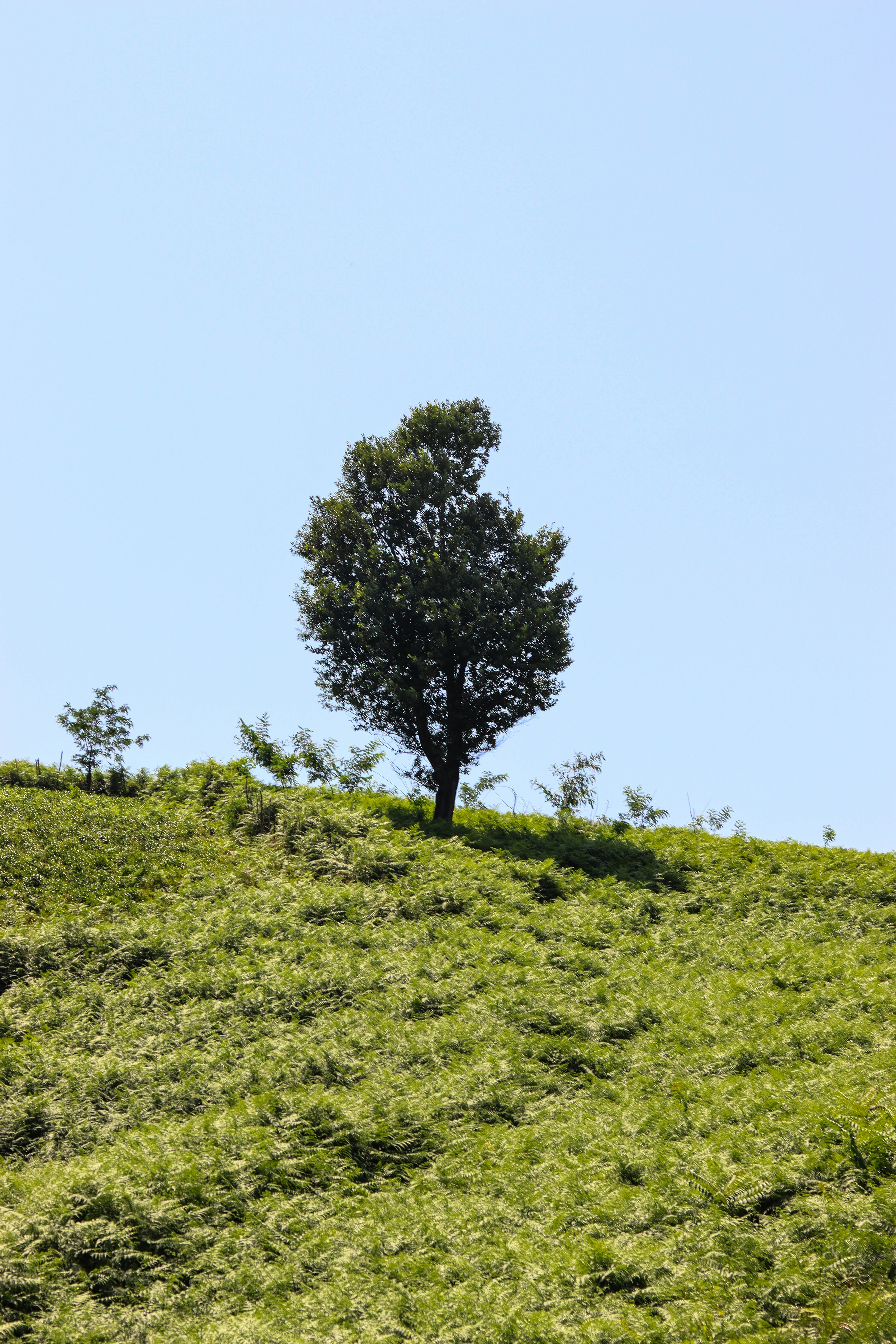 Solitary Sentinel on a Verdant Slope