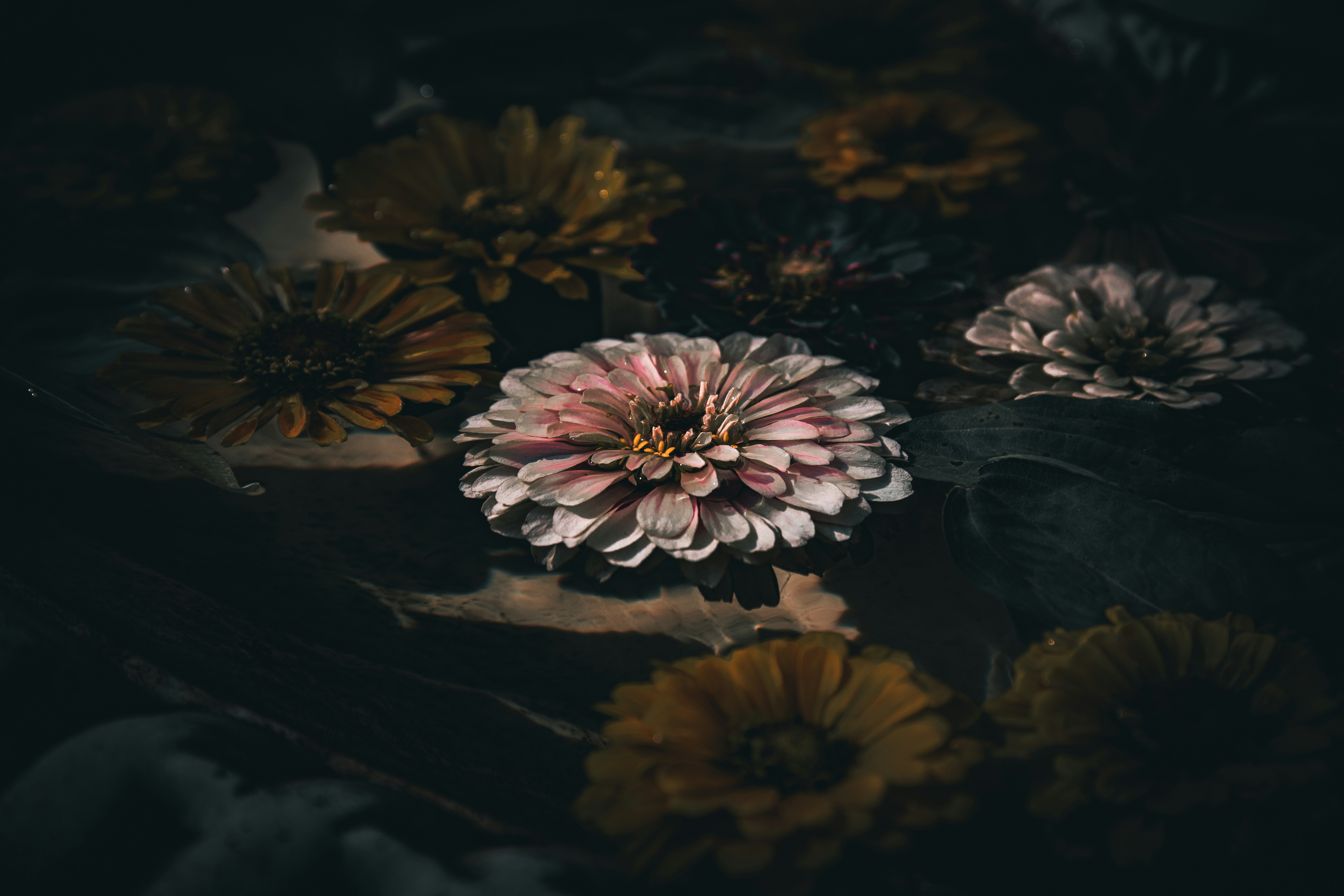 Flowers are blooming in a dark, moody setting.