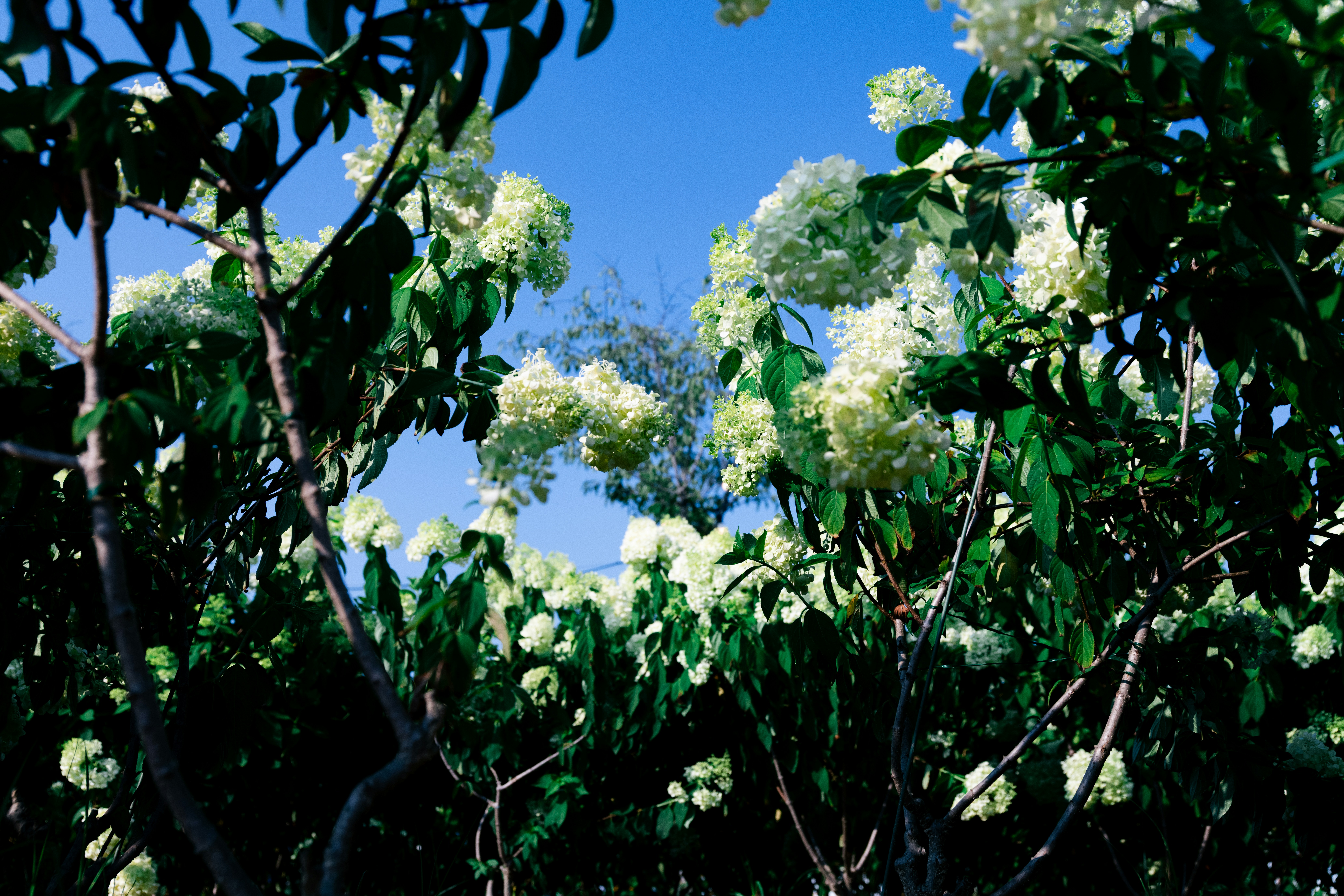 Whispers of Spring: A Floral Canopy