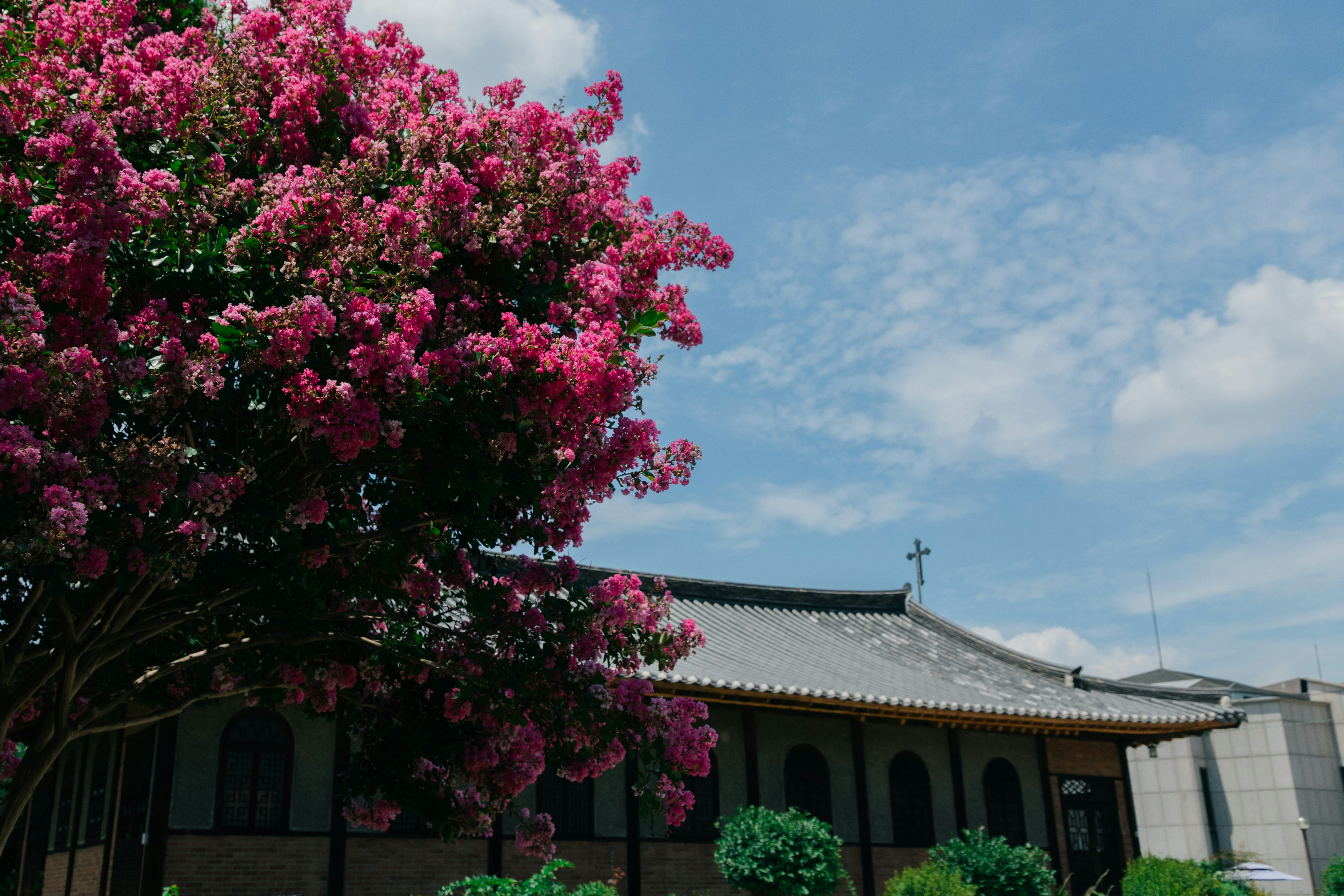 Blossoms Embracing Tradition