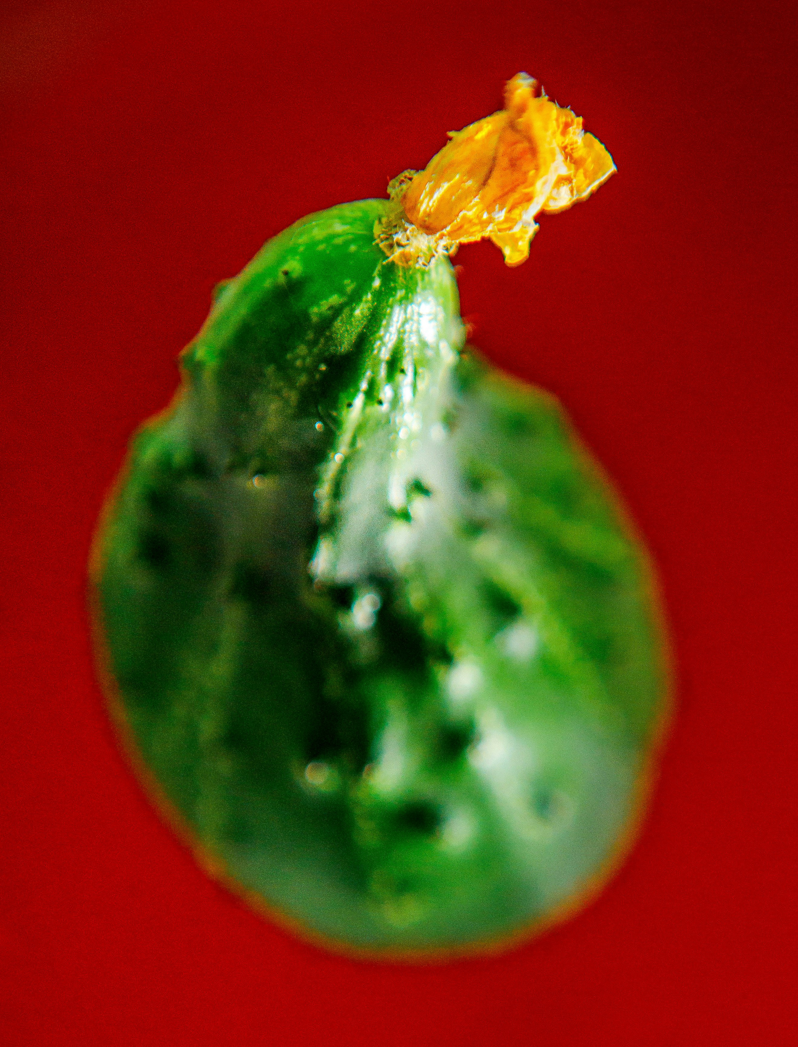 The Quirky Charm of a Miniature Cucumber