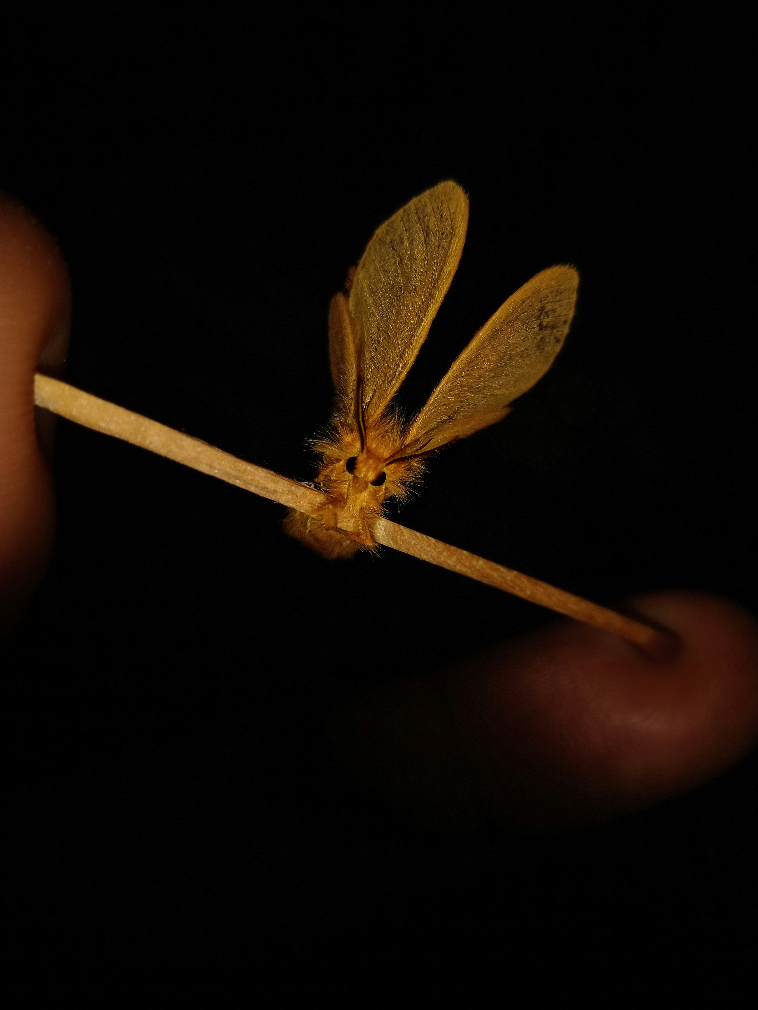Whispers of the Night: A Golden Moth's Embrace