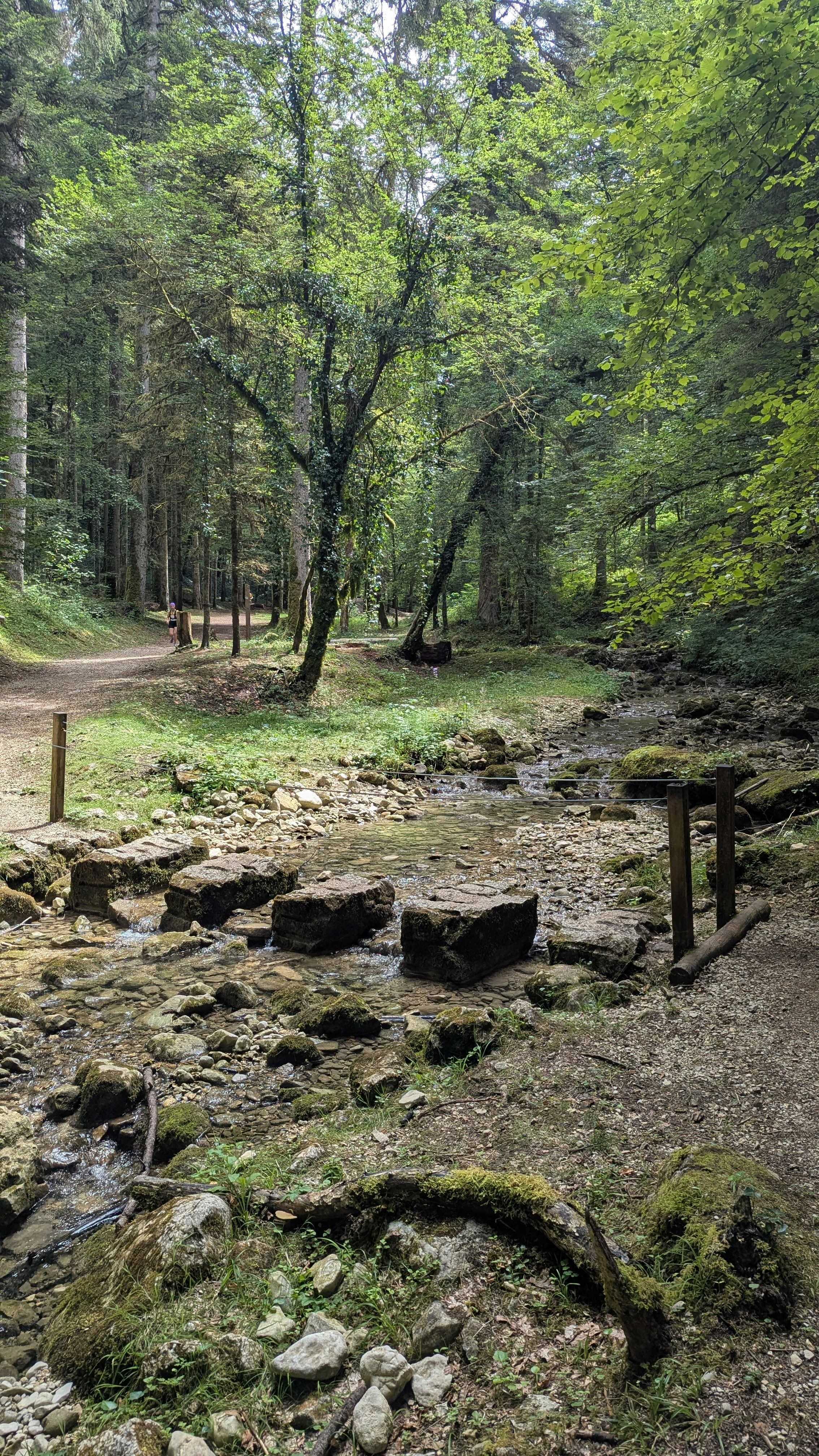 Whispers of the Woodland Stream