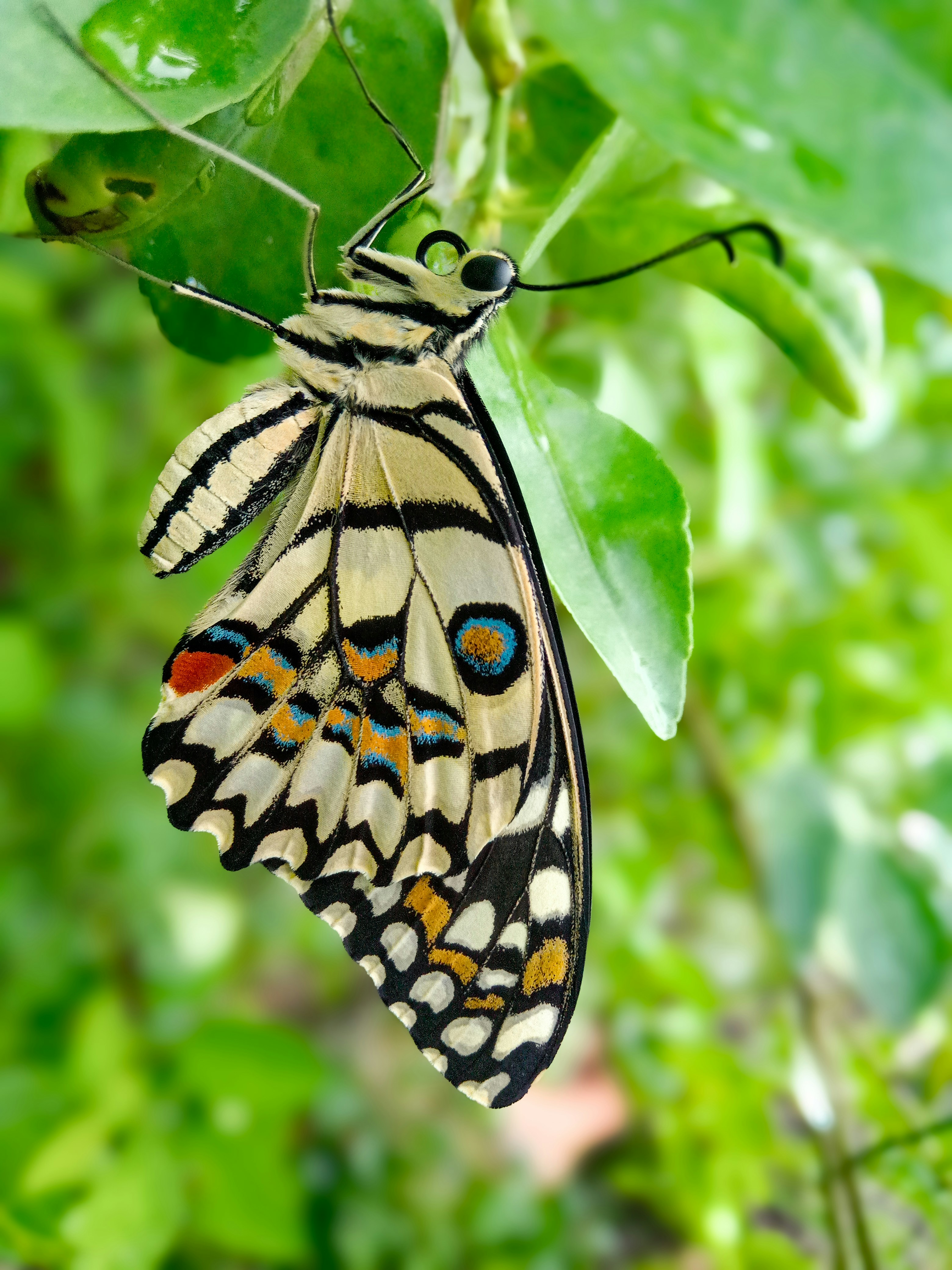 a morning getting into the garden finding something good you never saw before. | A butterfly rests on a vibrant green leaf.
