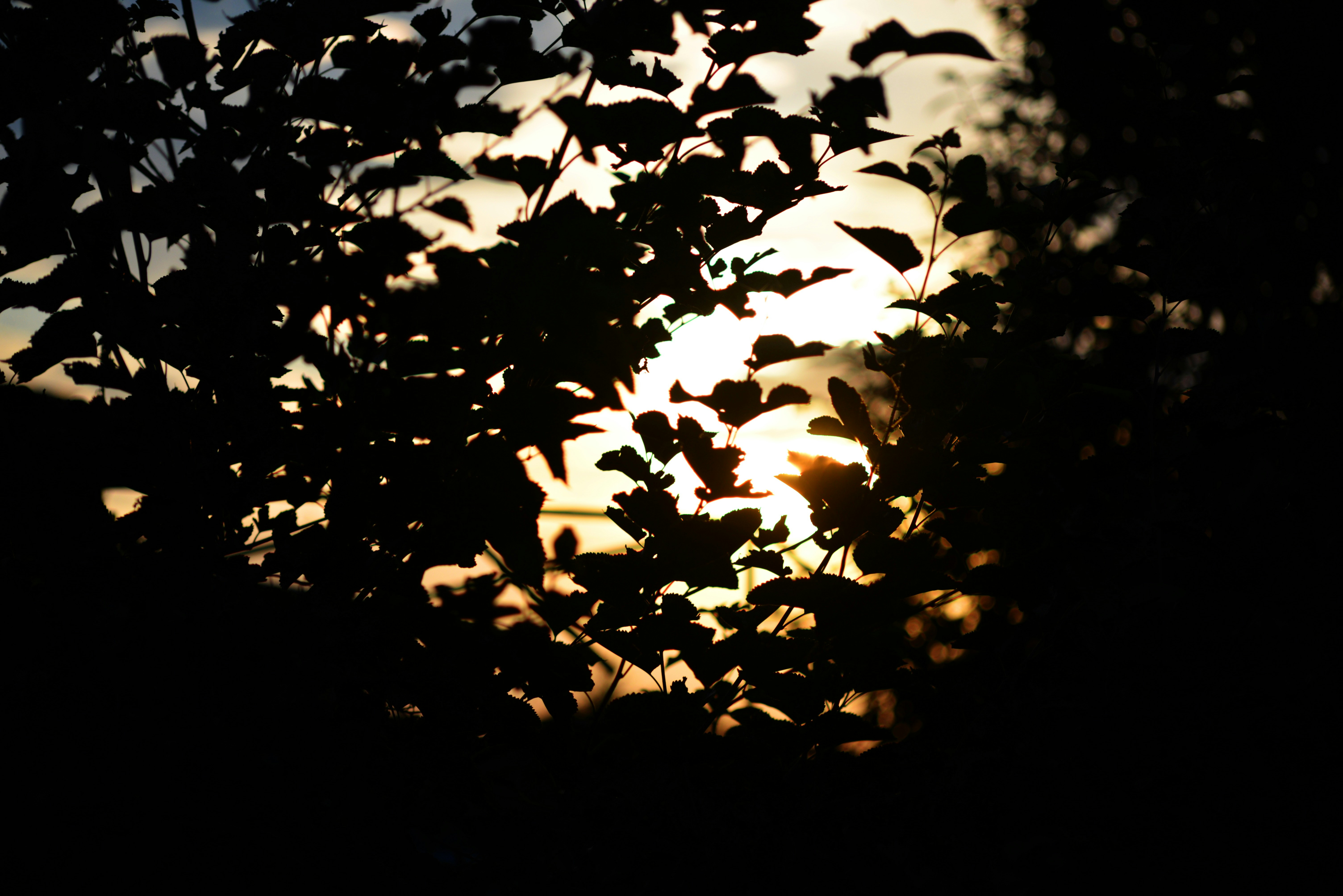 Dark foliage framing a glowing sunset, creating a serene atmosphere. The contrast highlights the beauty of twilight.