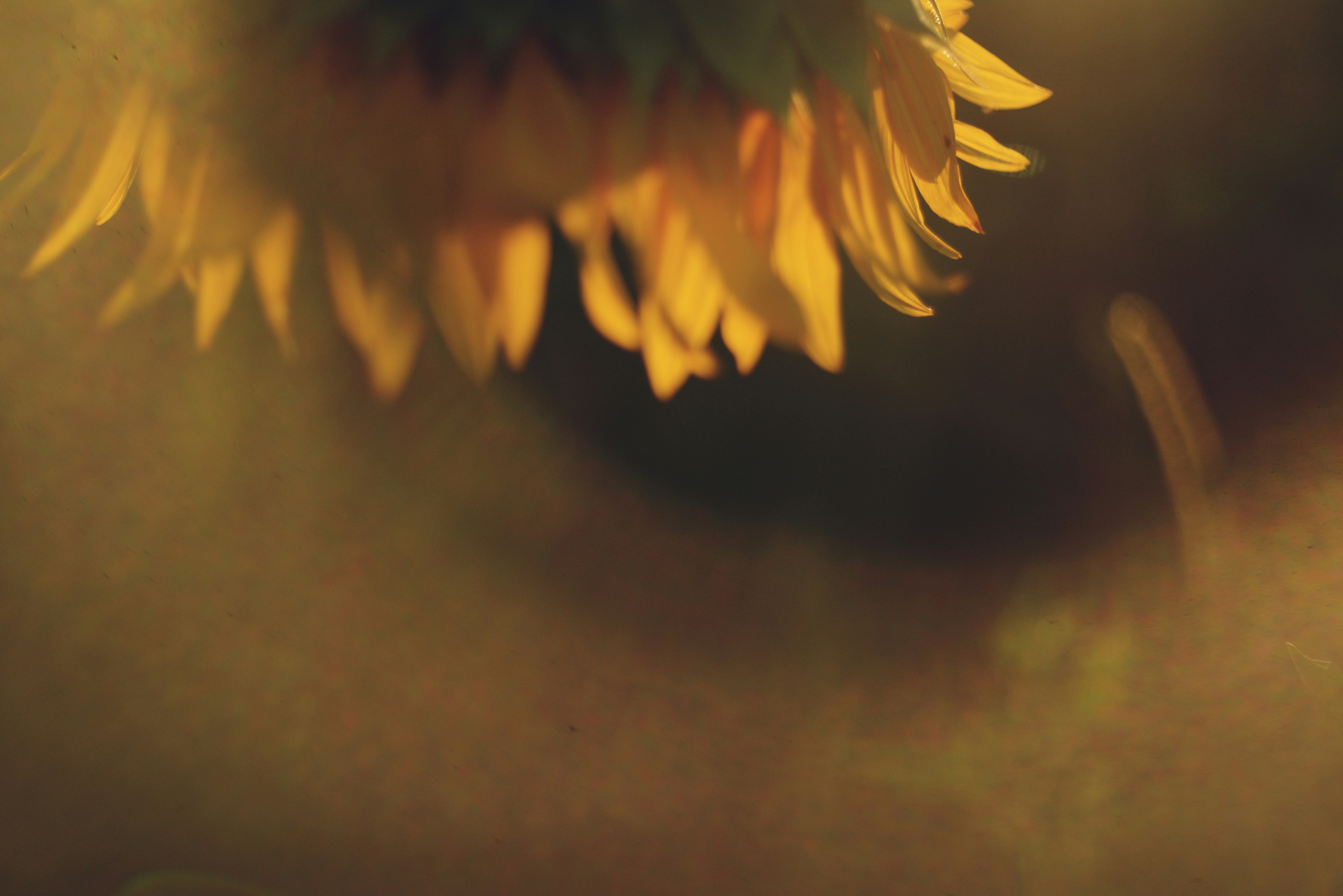 A beautiful sunflower blooms in the soft sunlight.