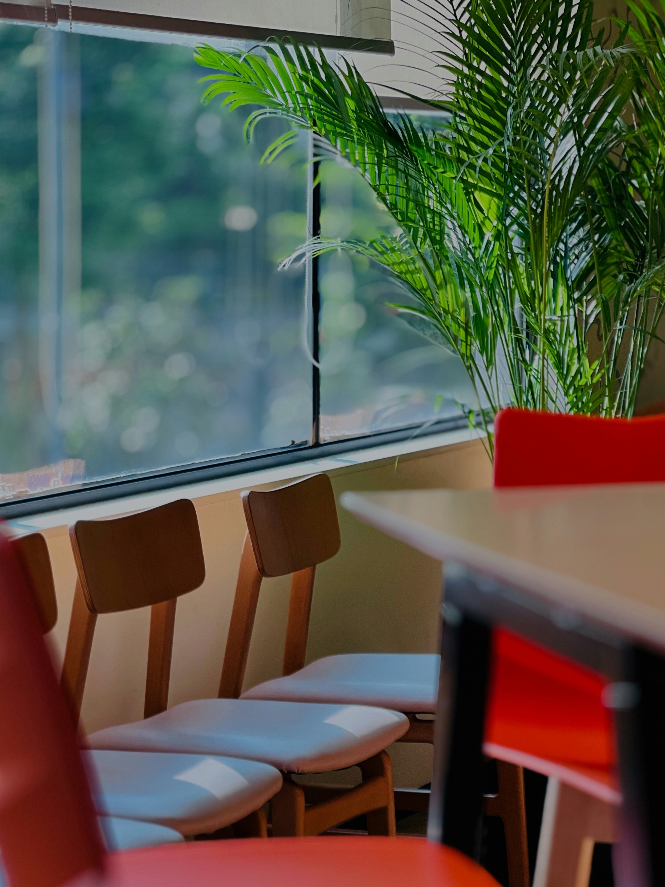 Brightly lit café interior featuring a lush green plant beside wooden chairs and a sleek table, creating a cozy atmosphere.