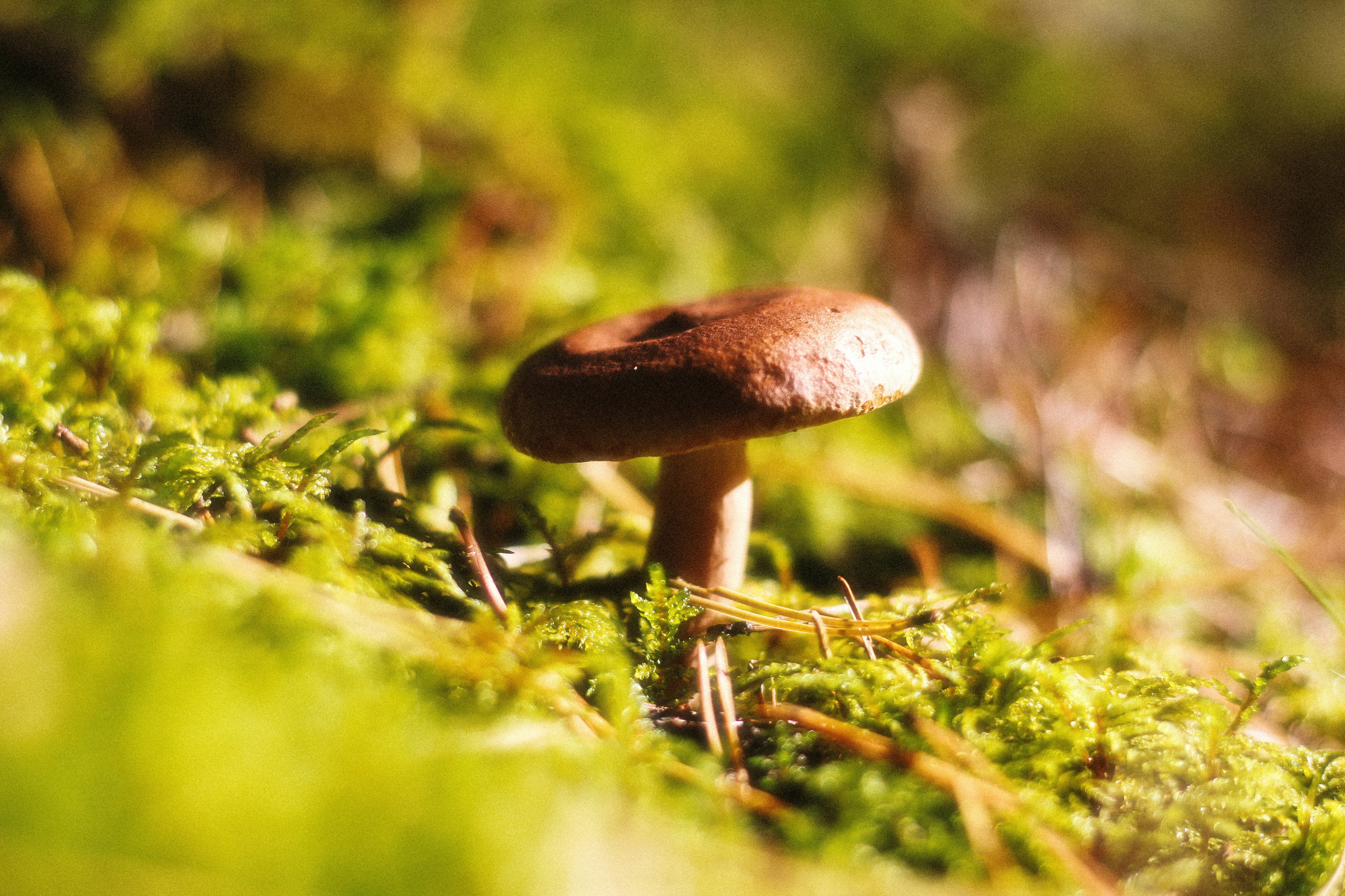 A mushroom grows in green moss.