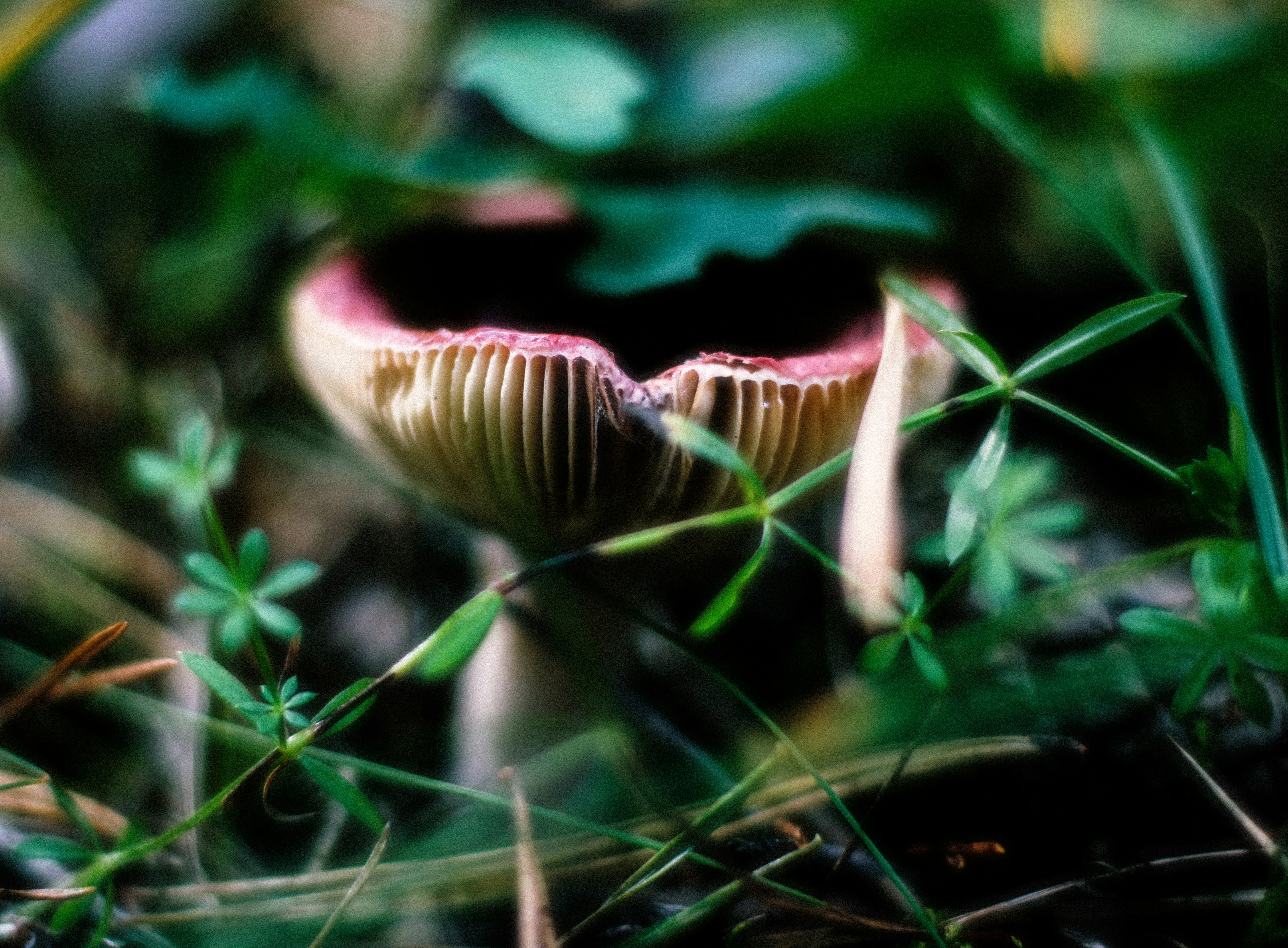 Nature's Hidden Gem: The Enigmatic Mushroom