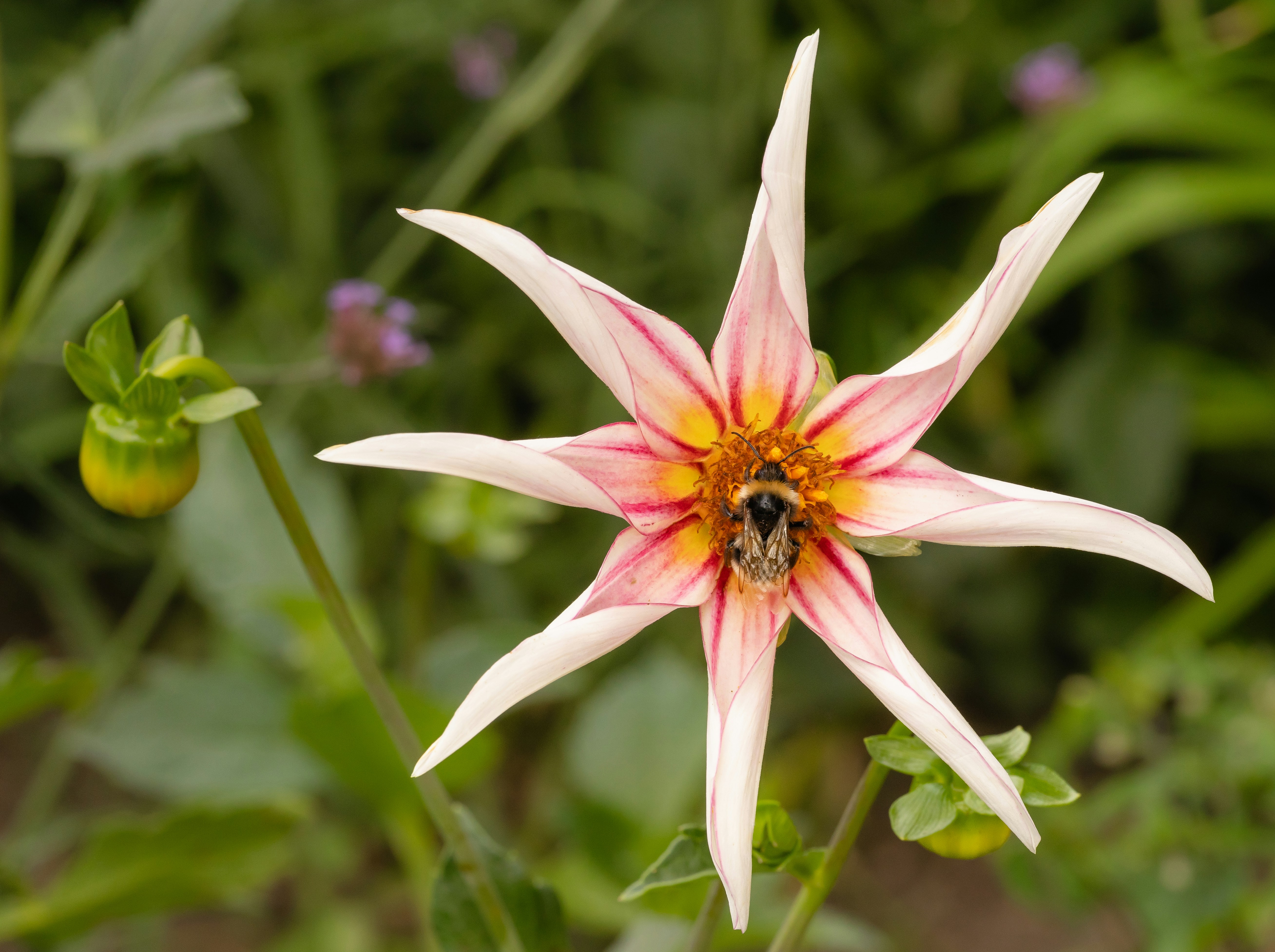 Nature's Intricate Starburst