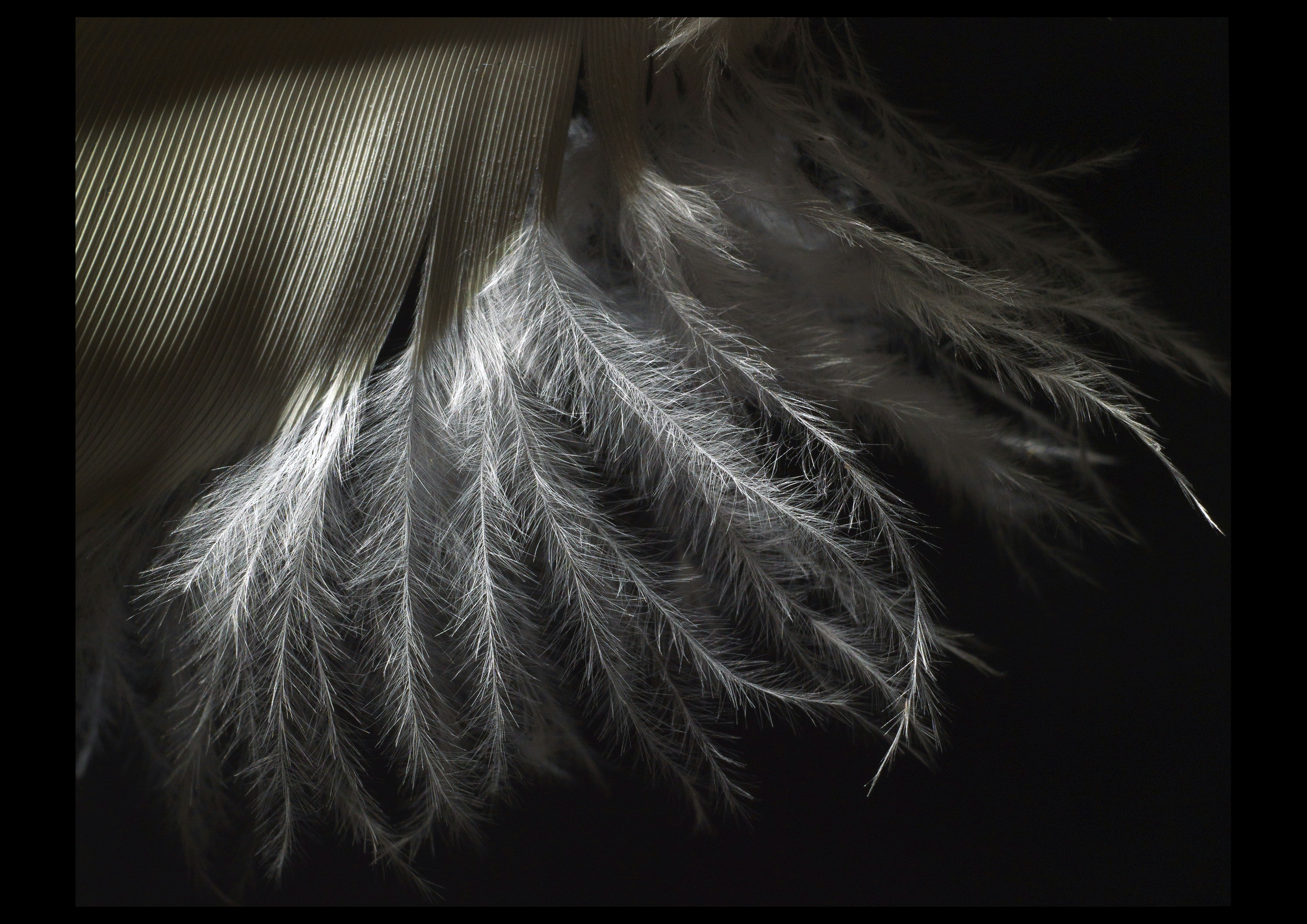 Whispers of Elegance: The Art of Feather Detail