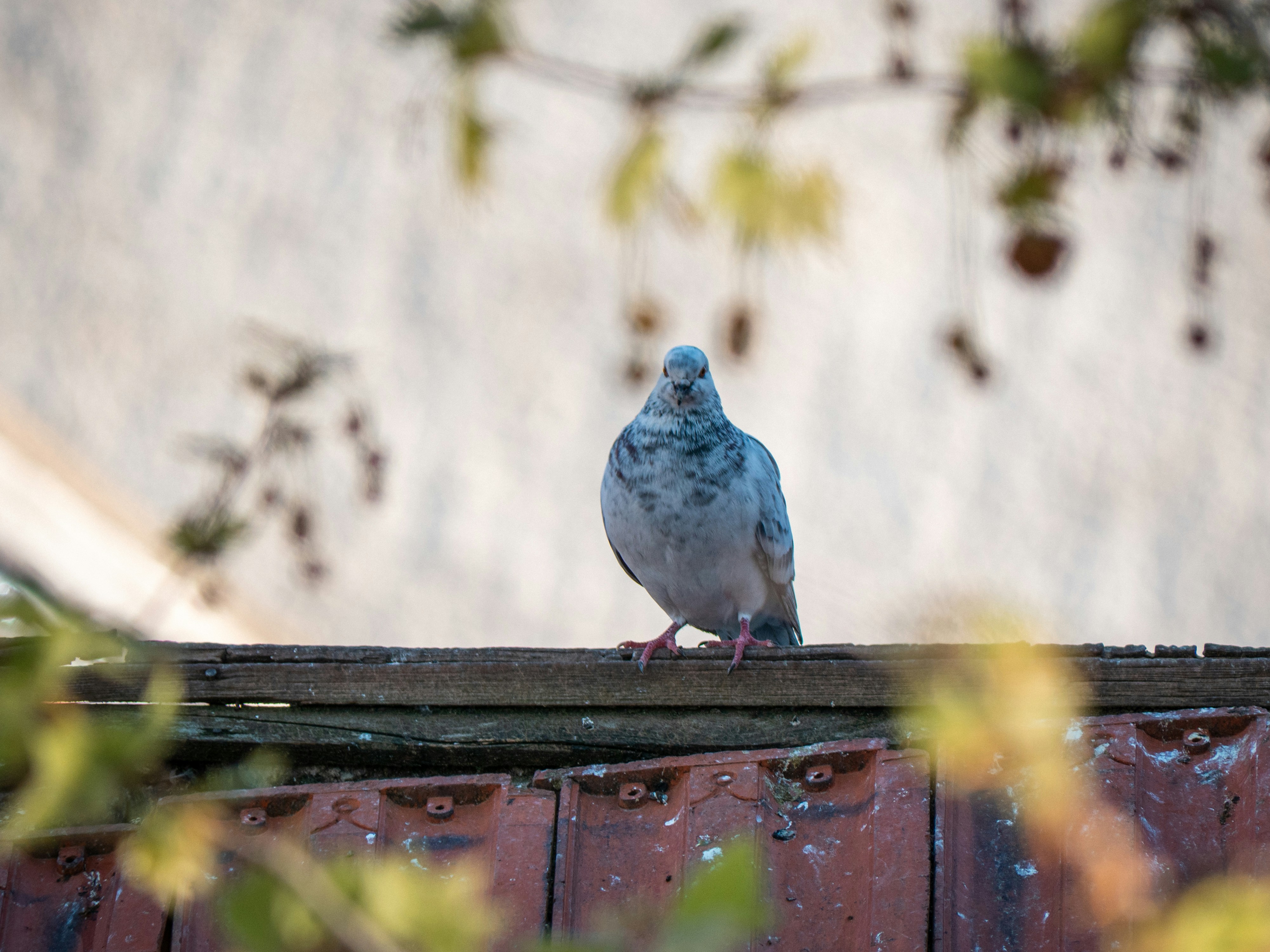 A pigeon perches atop a roof.
