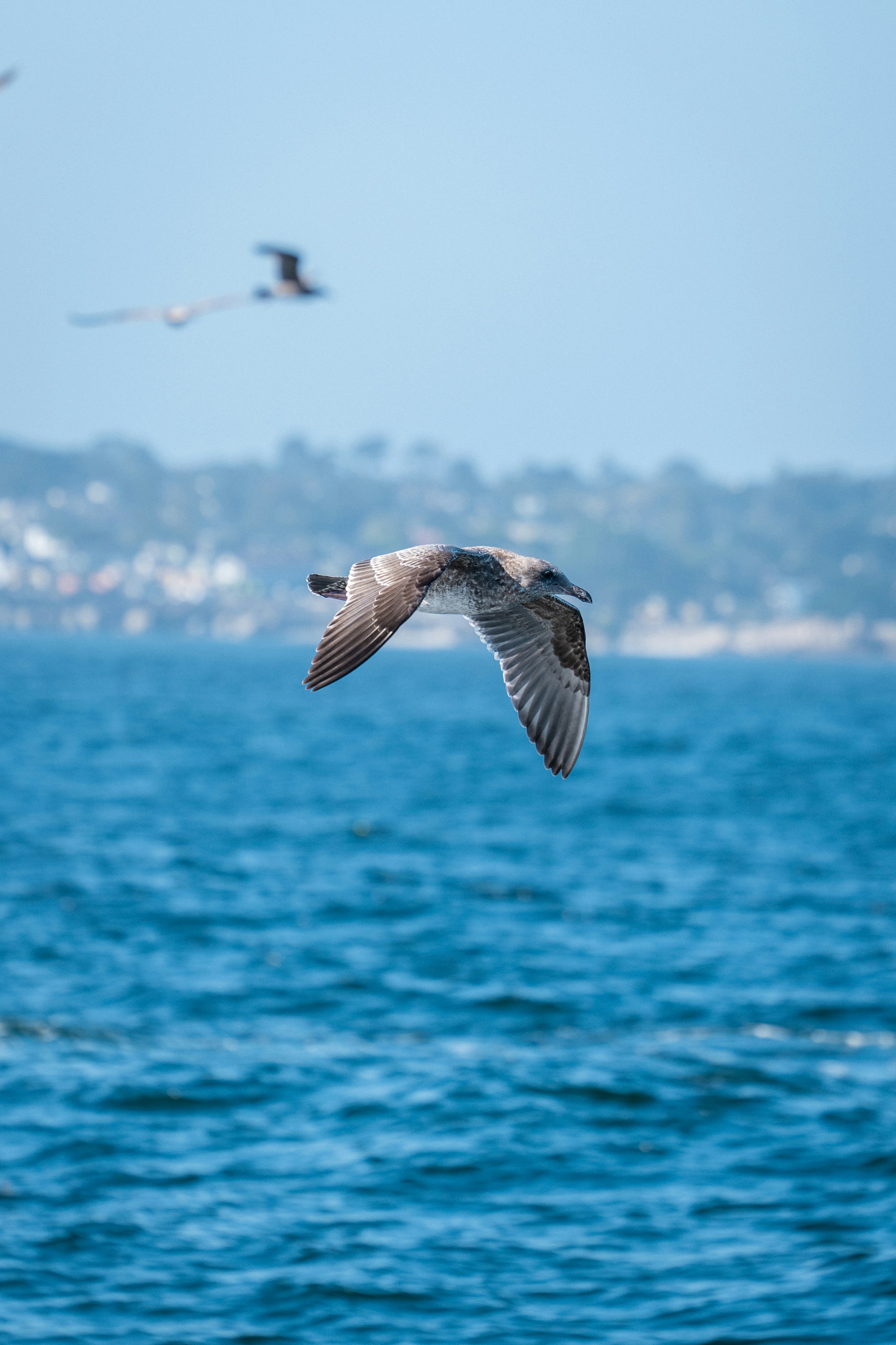 Soaring Serenity: The Dance of the Seagull