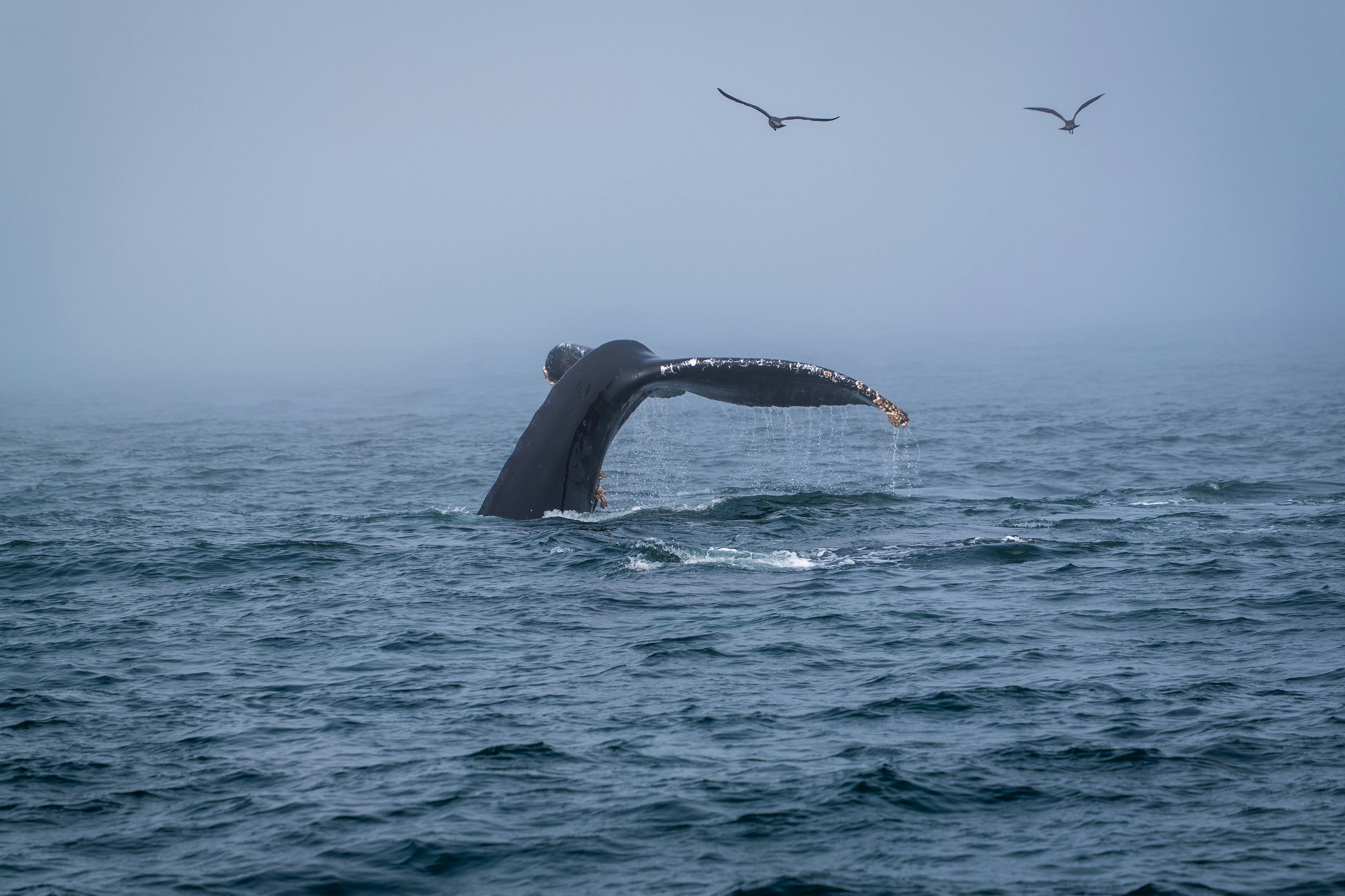 The Gentle Giants of the Deep: A Glimpse Beneath the Surface