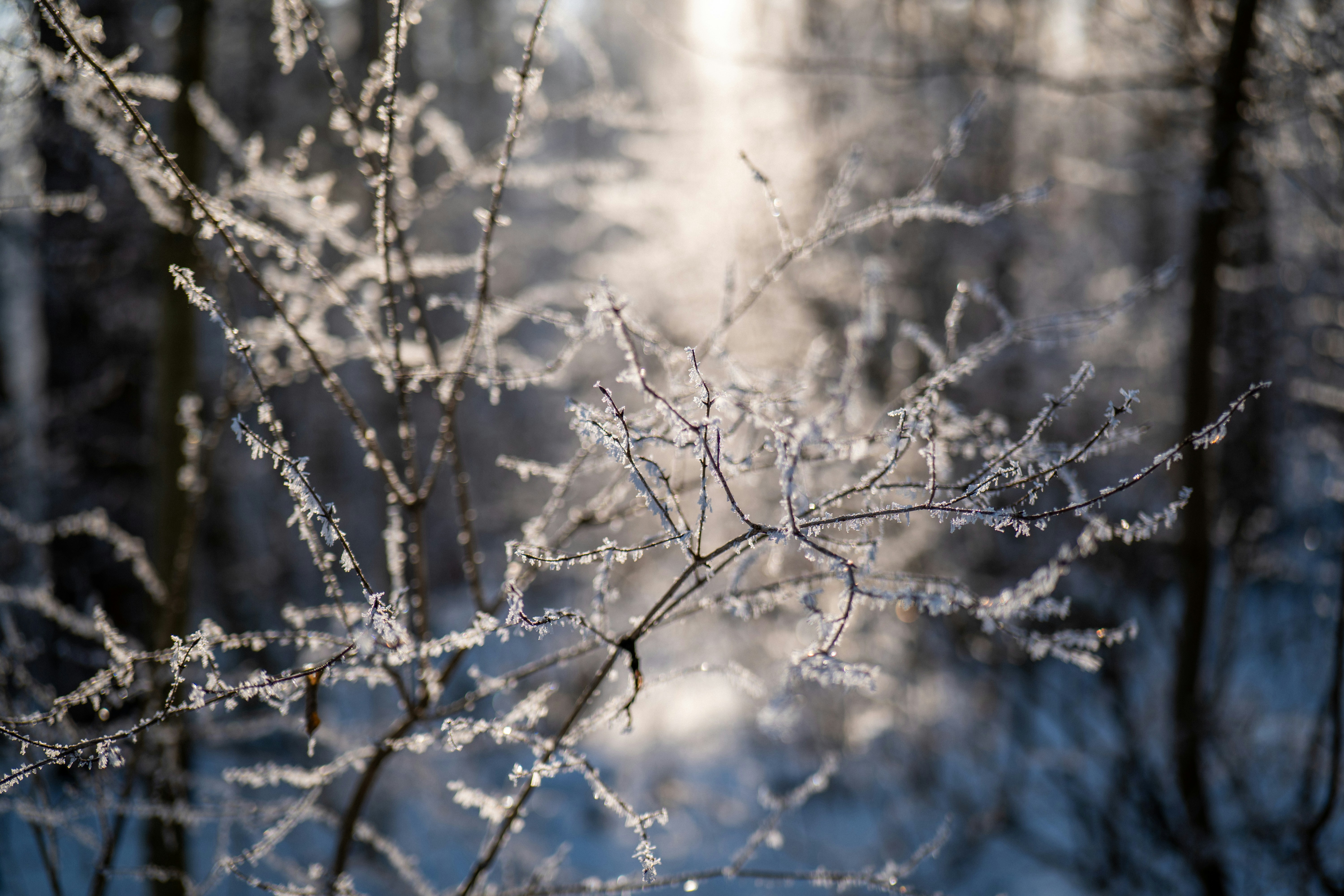 Frost covers delicate branches in winter sunlight.