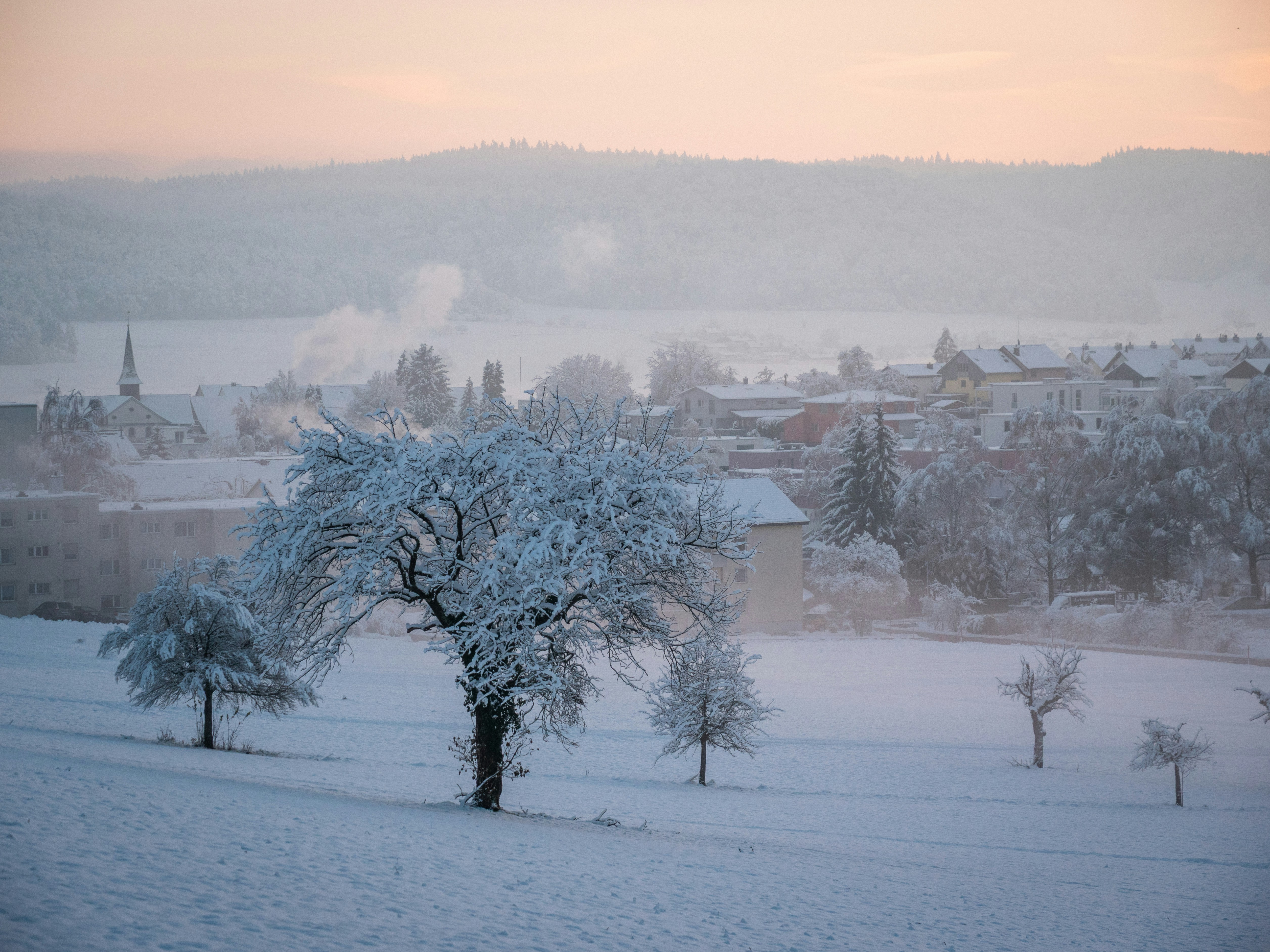 Snowy trees stand before a snow-covered village.