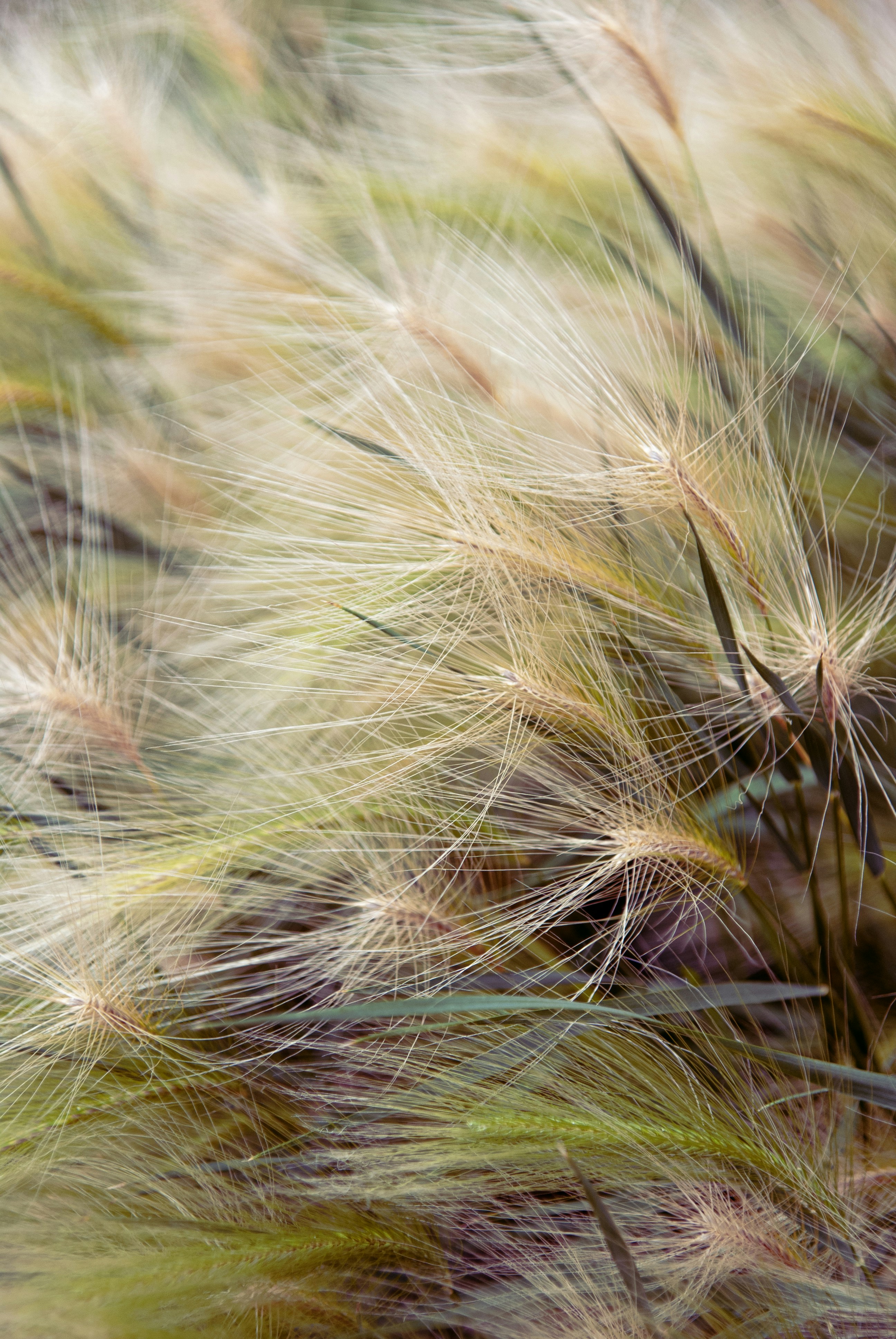 SONY DSC | Feathery grasses sway softly in the sunlight.